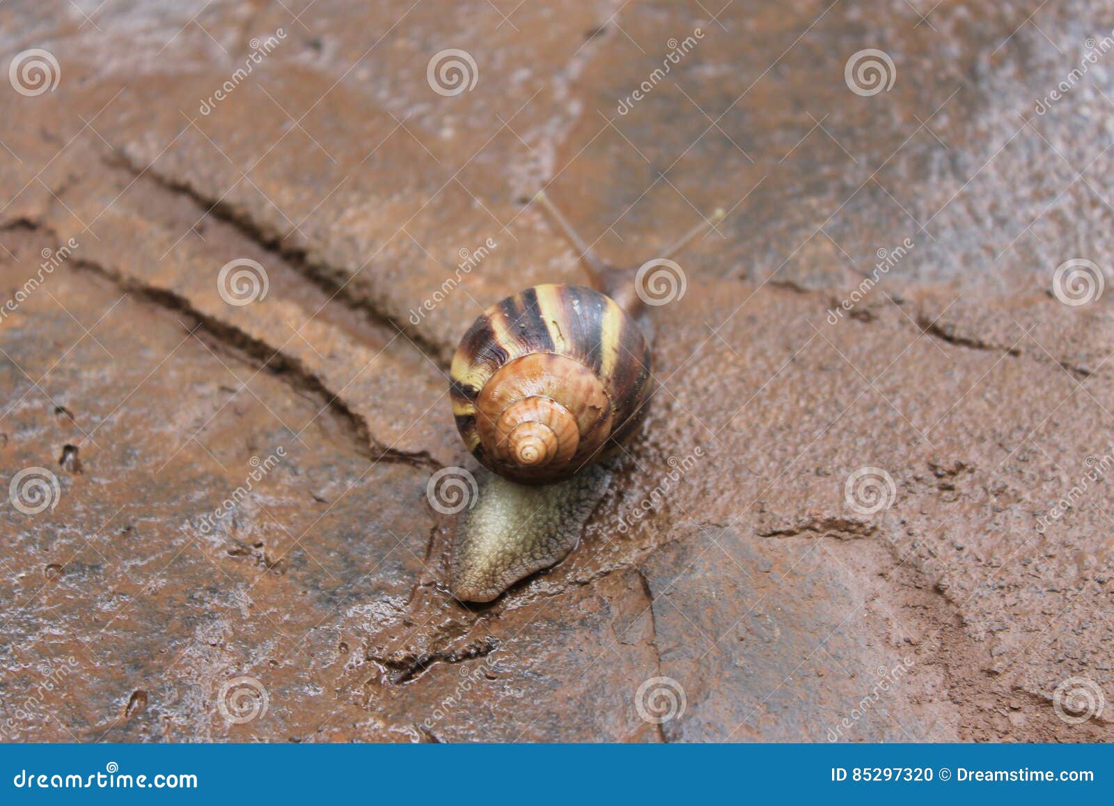 Agate Shell Achatina Stock Photos - Free & Royalty-Free Stock Photos ...