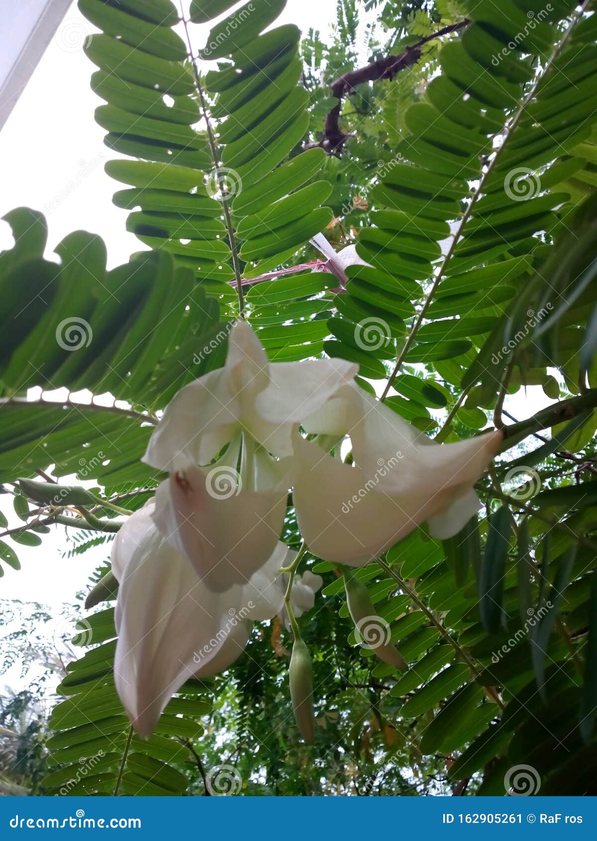 Agathi flower stock image. Image of leaves, flower, hummimg - 162905261