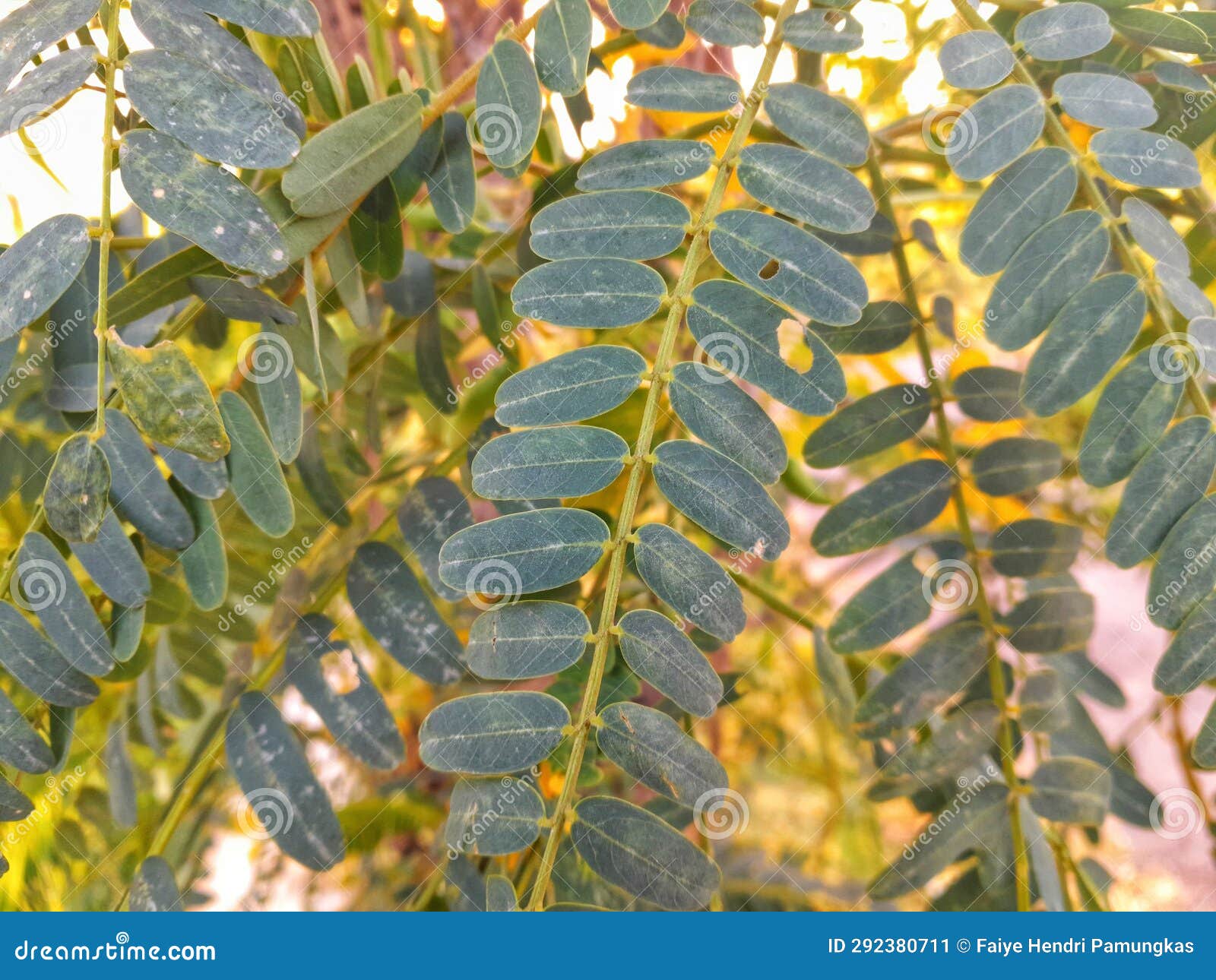 Agathi Tree Exposed Sunlight Stock Image - Image of agathi, tree: 292380711