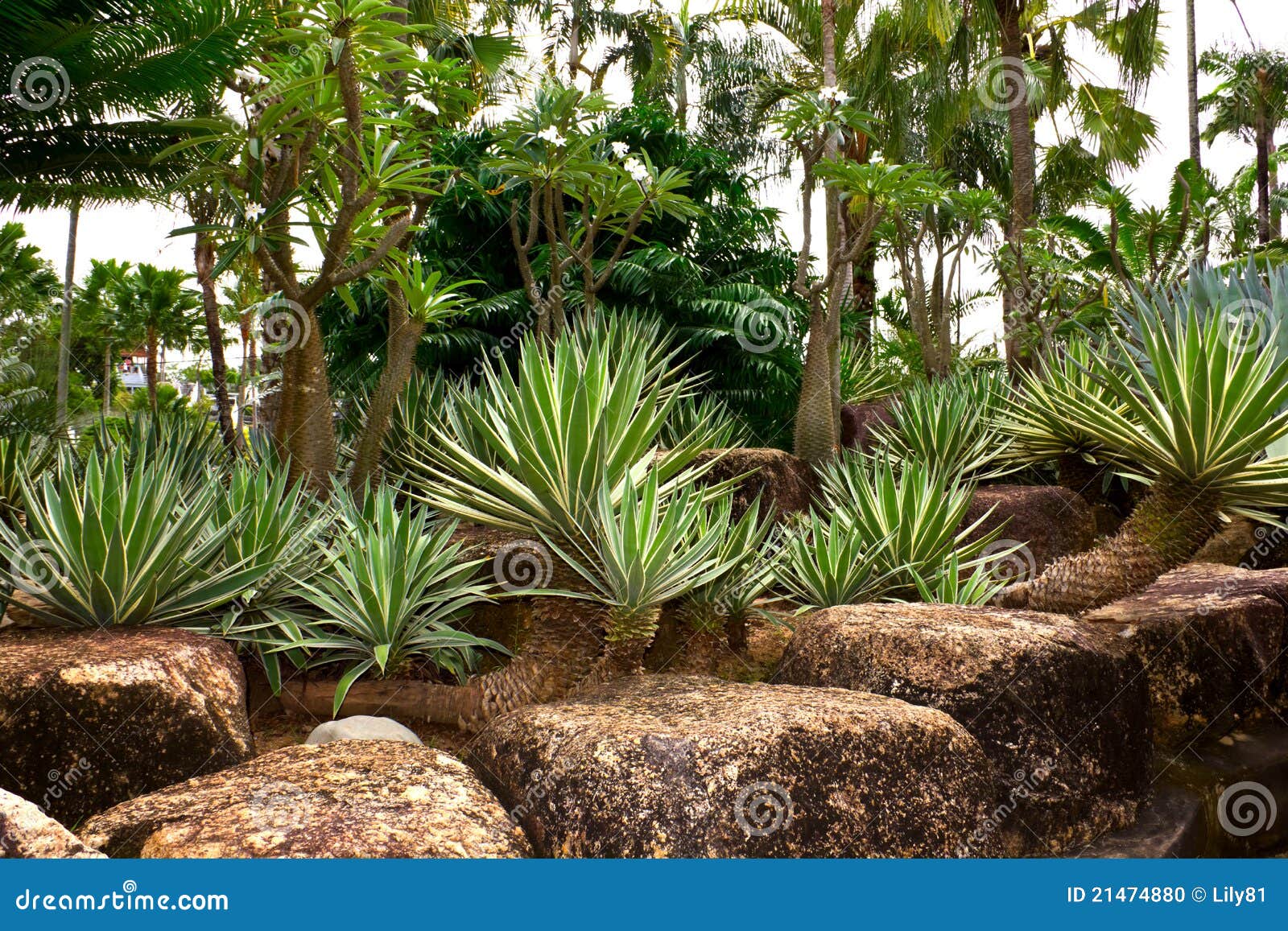 Agava stock photo. Image of foliage, jungle, garden, botany - 21474880