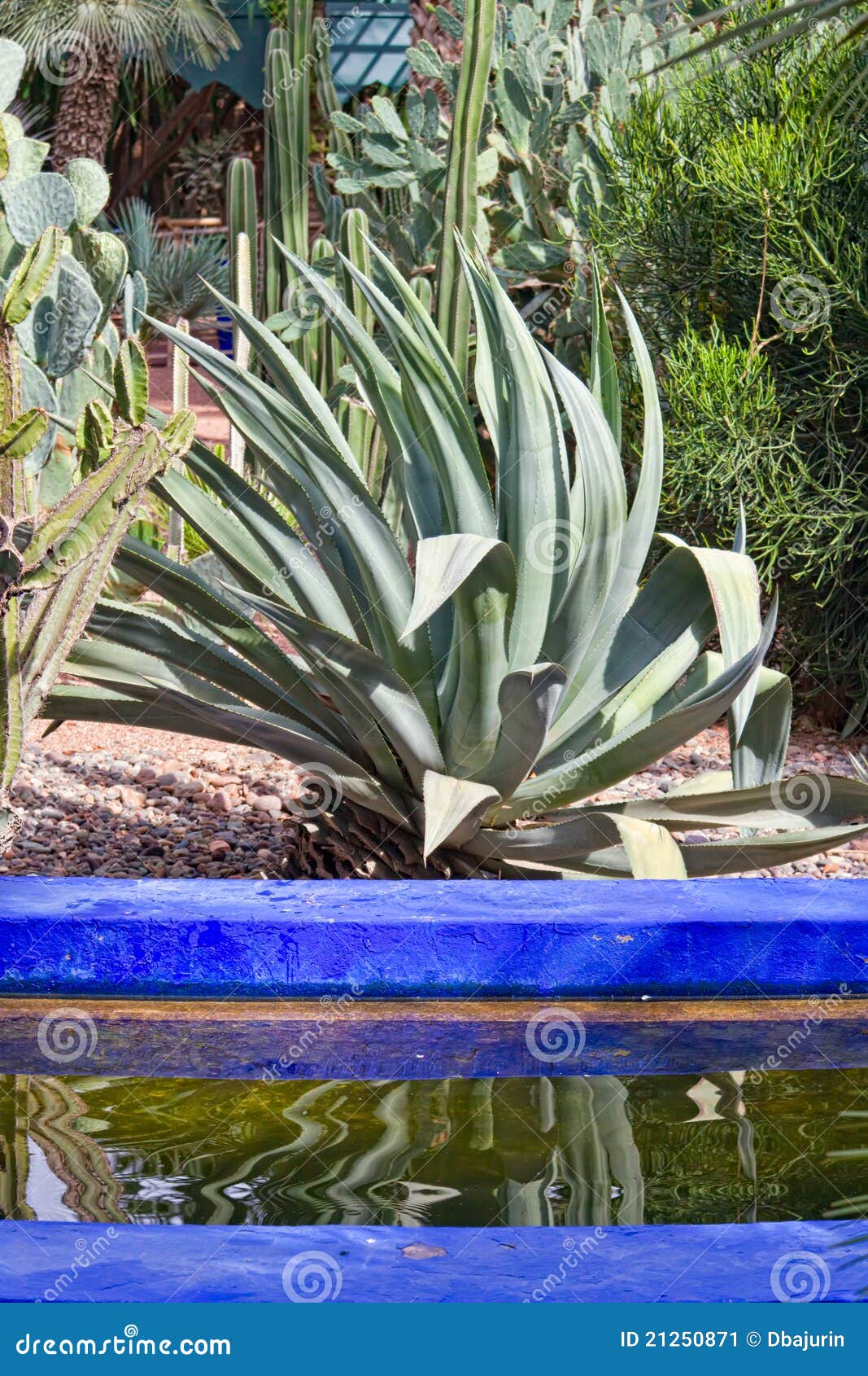 Agava detail stock image. Image of stalk, spikes, cactus - 21250871