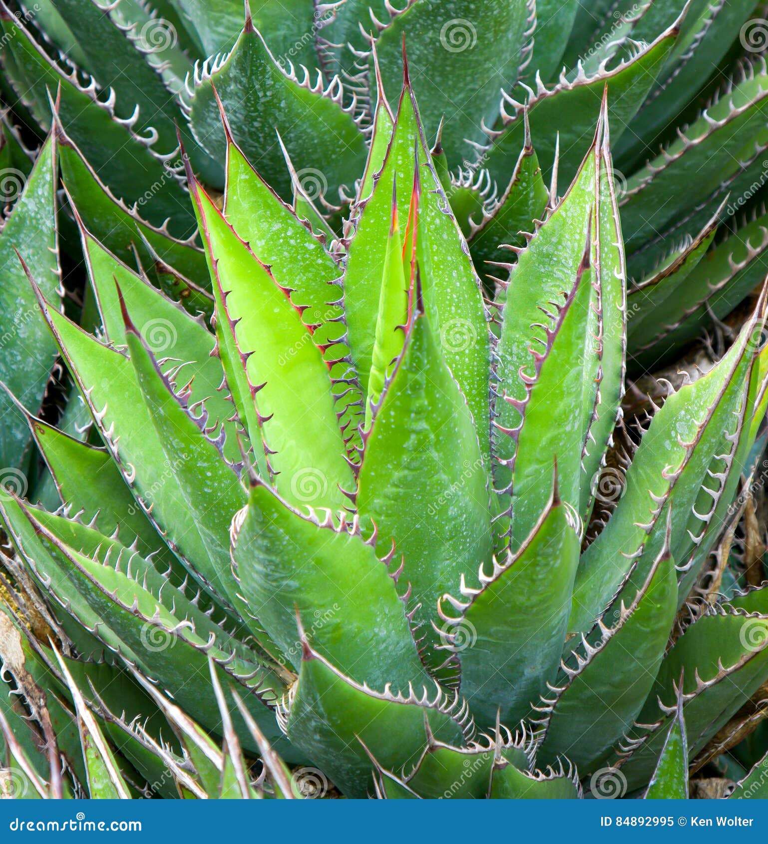 Agavacae Succulent Plant in Spring Garden Stock Image - Image of garden ...