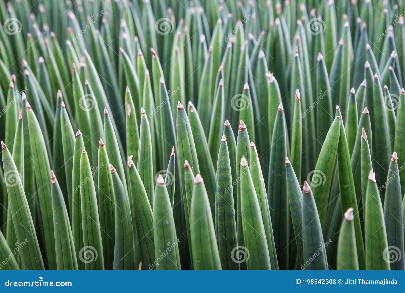 Agavaceae , Sansevieria Stuckyi Stock Photo - Image of garden ...