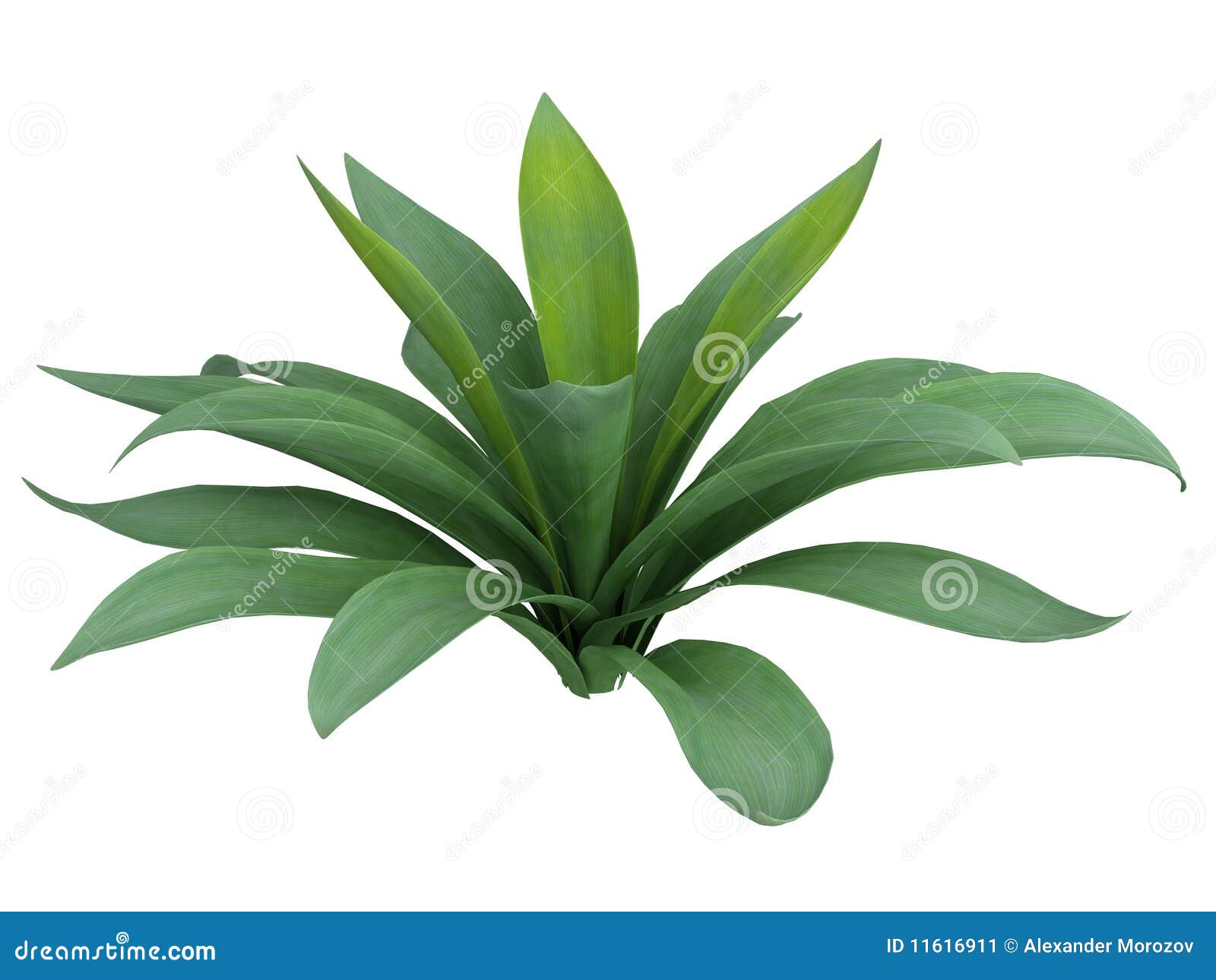 Agave Royalty-Free Stock Photography | CartoonDealer.com #11616911