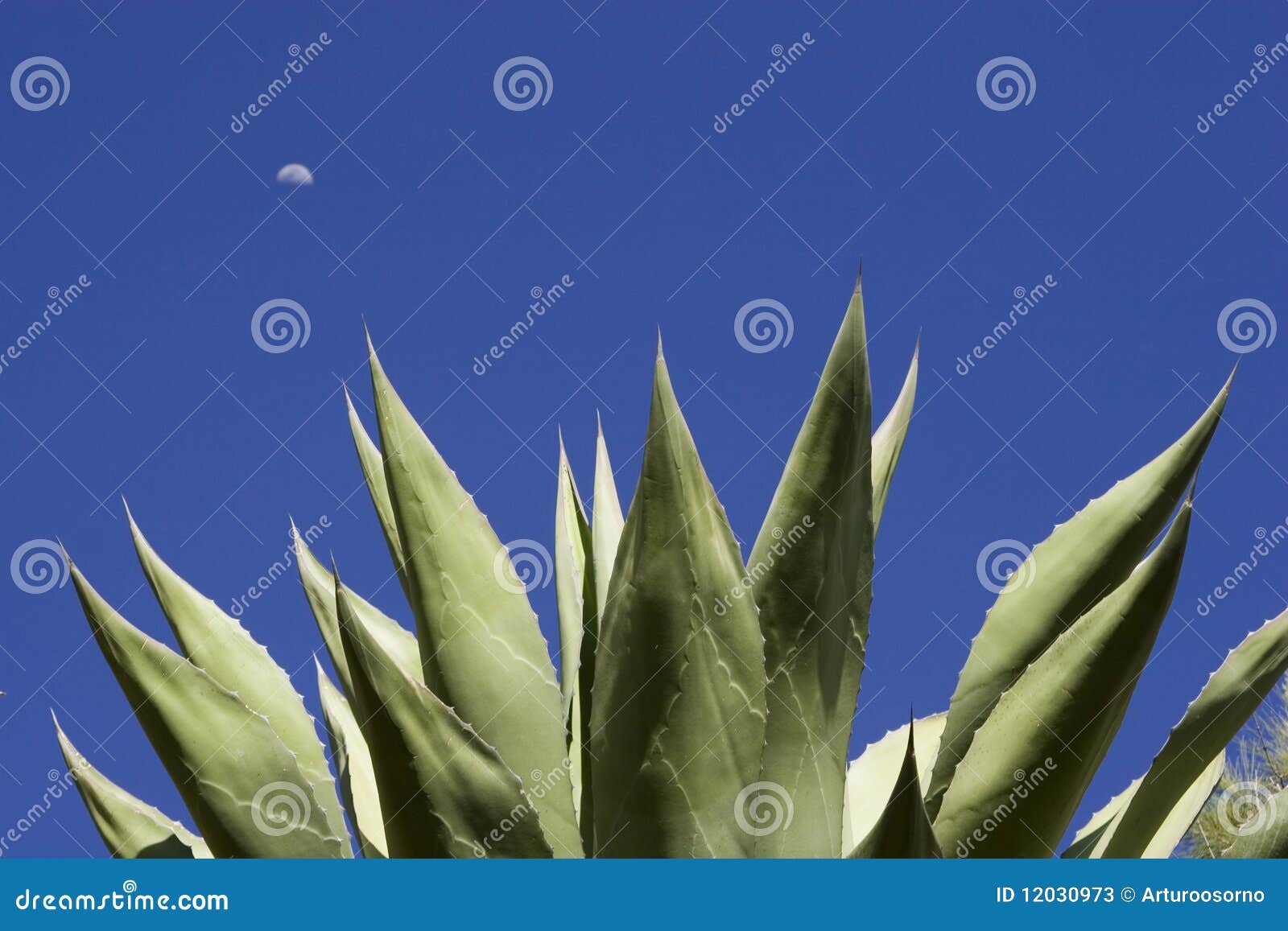 Agave stock image. Image of textures, blue, thorn, spiky - 12030973