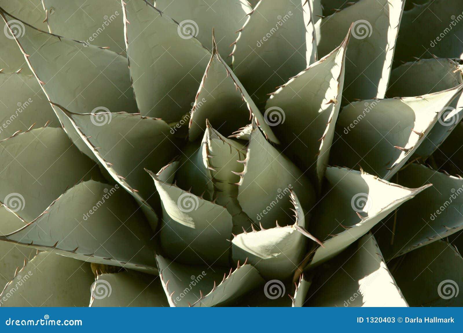 Agave stock image. Image of spine, agave, flora, darla - 1320403