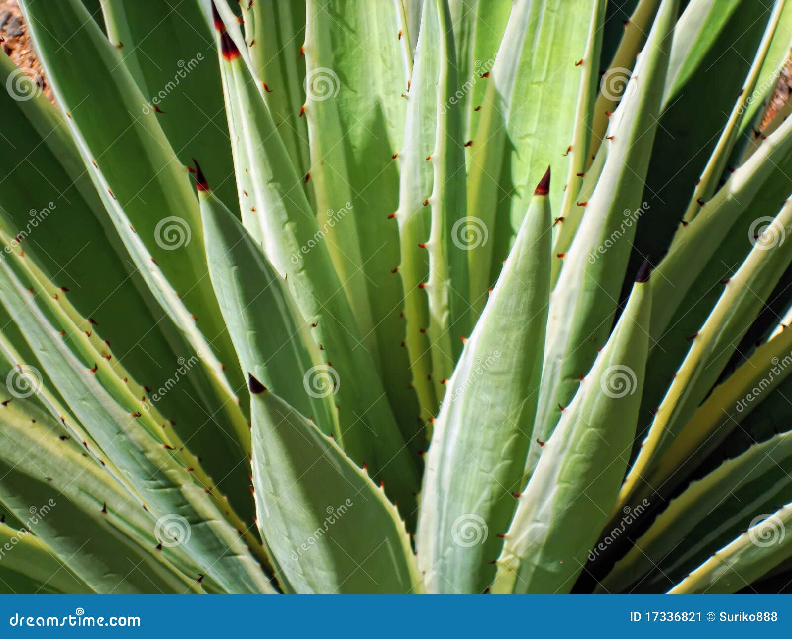 Agave stock image. Image of desert, closeup, needle, mexico - 17336821