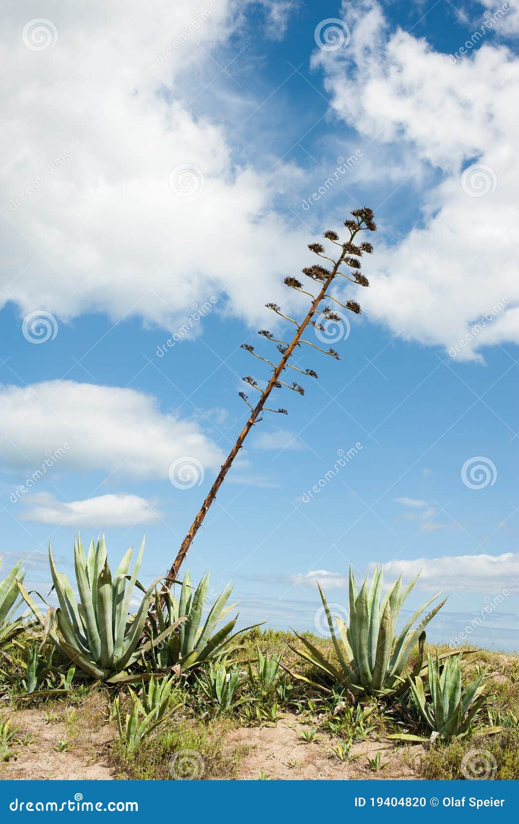 Agave stock photo. Image of barren, tall, plant, growth - 19404820
