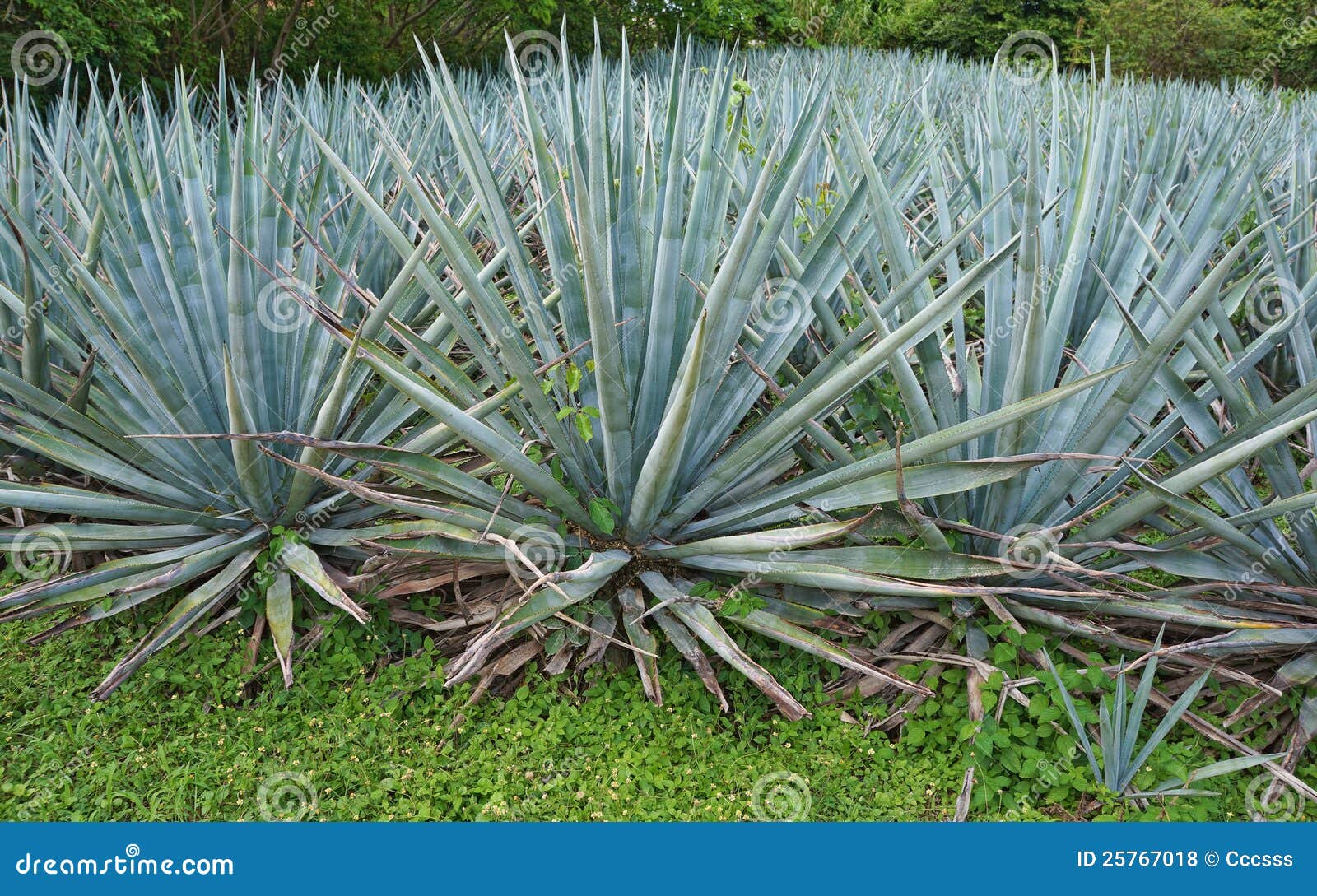 Agave Stock Photo | CartoonDealer.com #25767018