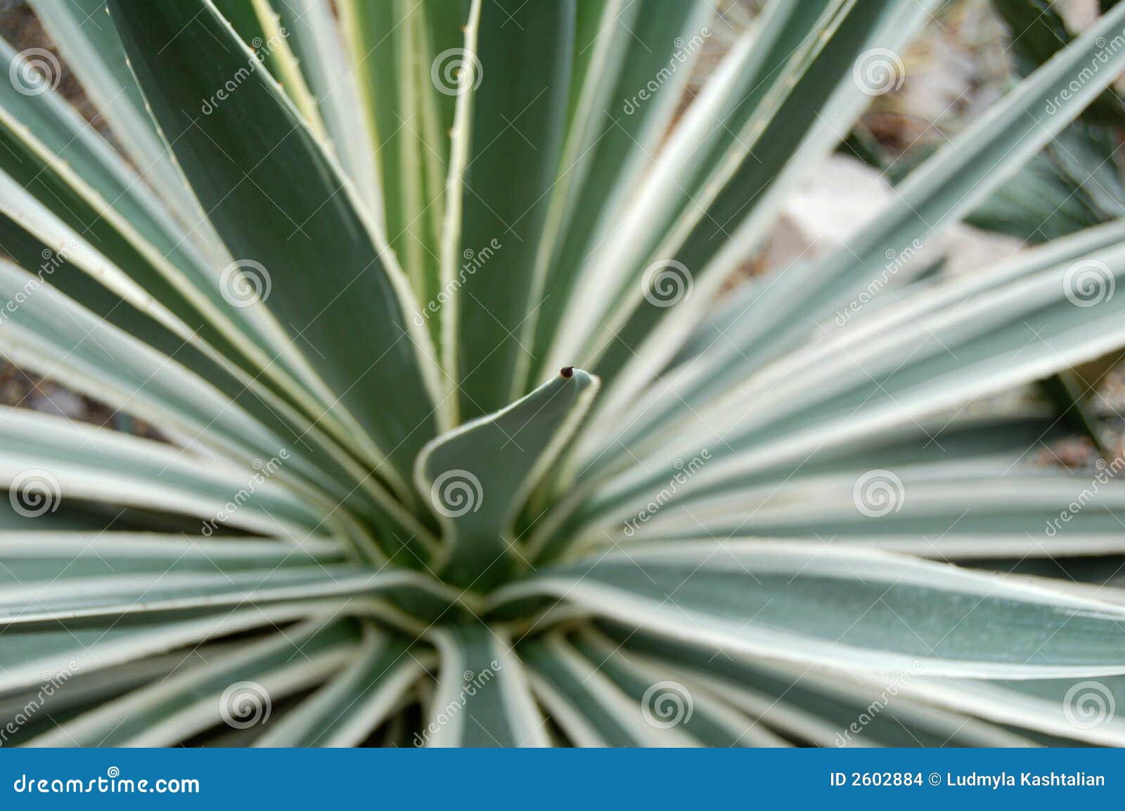 Agave stock photo. Image of fresh, heat, leaves, plants - 2602884