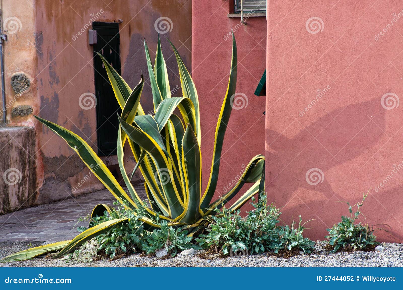 Agave stock photo. Image of colorful, traditional, view - 27444052