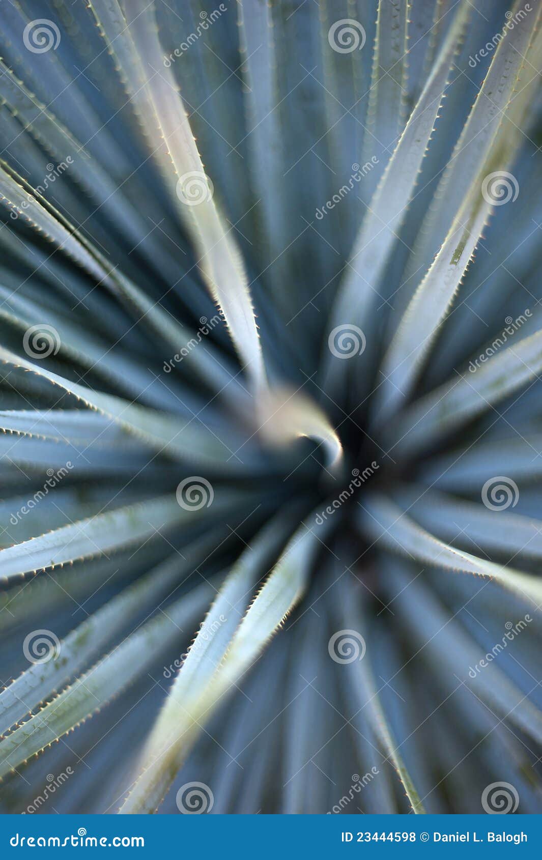 Agave Abstract stock photo. Image of blurry, spines, fermentation - 23444598
