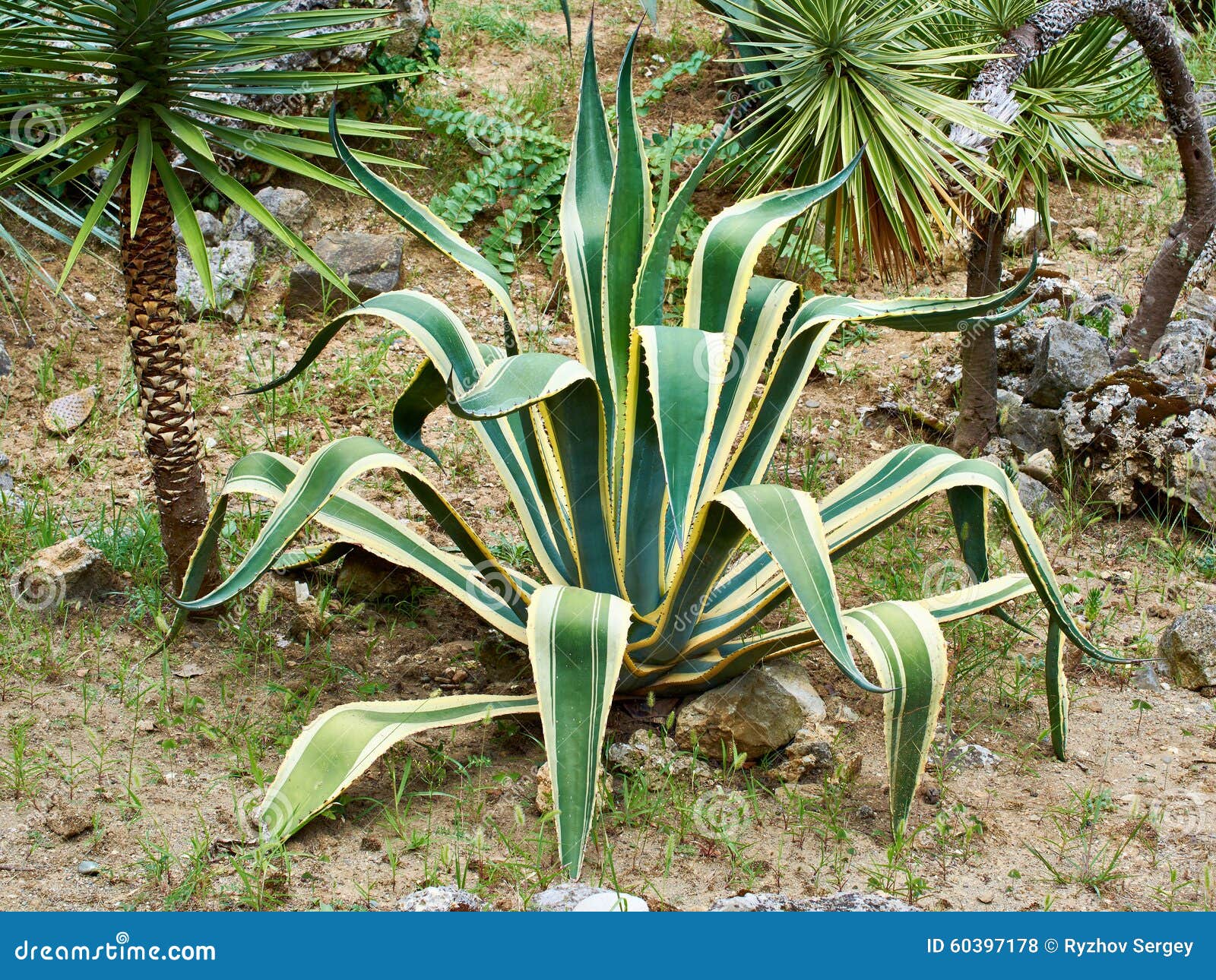 Agave American in Garden Arboretum Stock Photo - Image of landscape ...