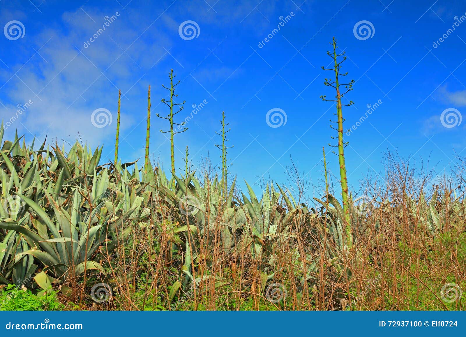 Agave Americana and Blue Sky Stock Photo - Image of plant, ecosystem ...