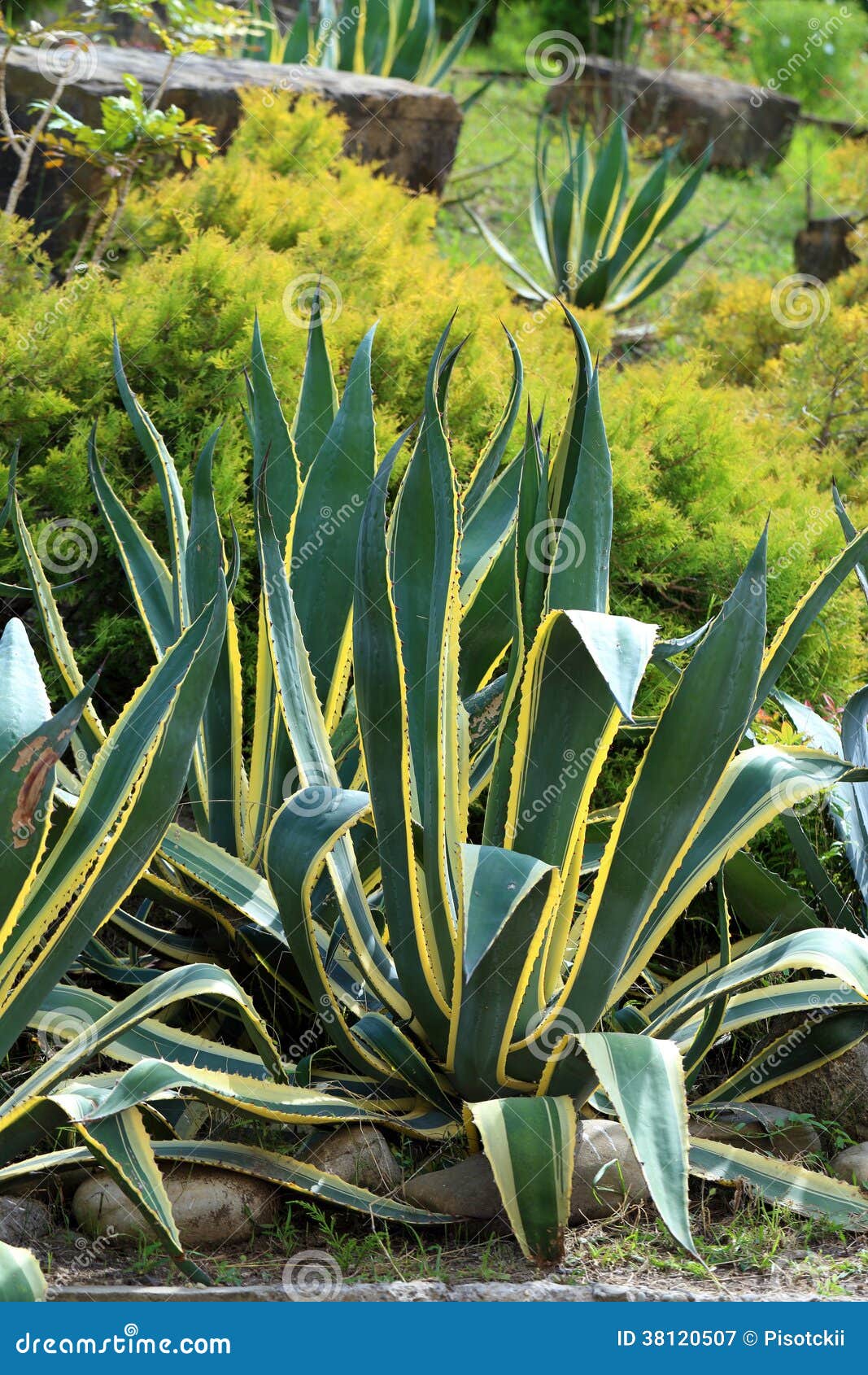 Agave americana stock image. Image of edge, white, garden - 38120507