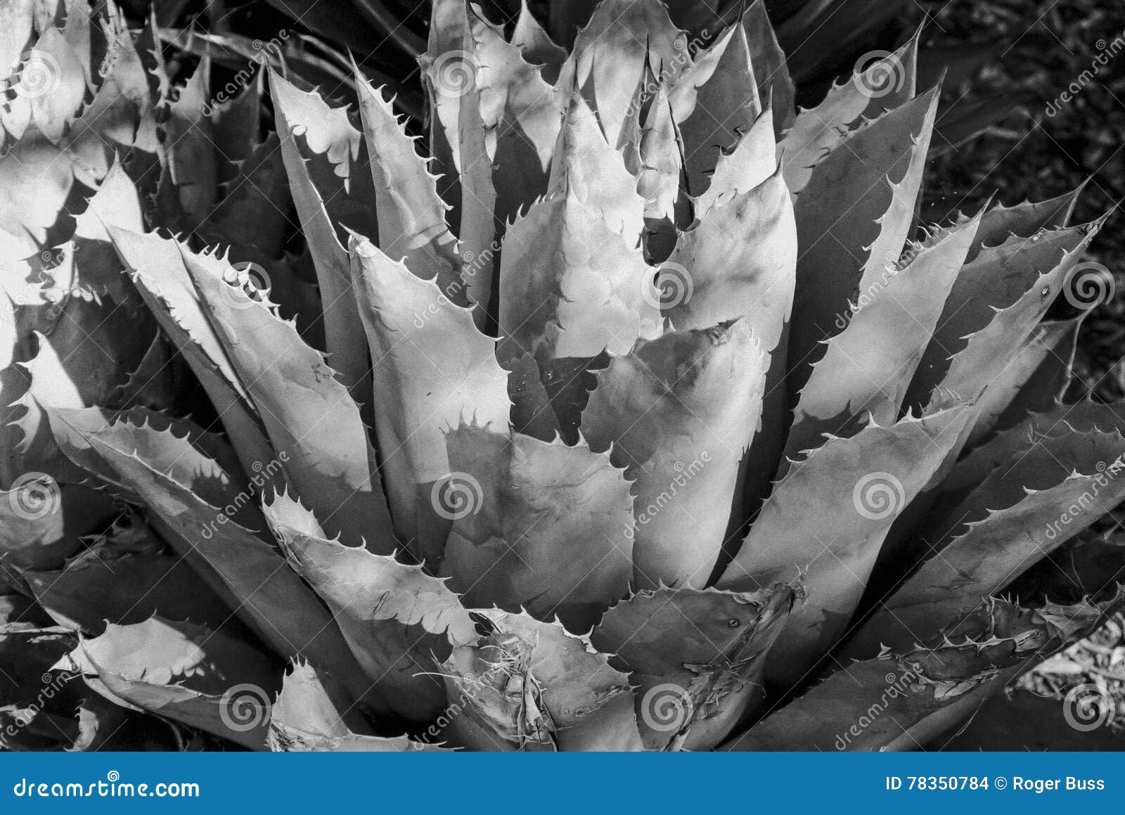 Agave Americana Plant stock photo. Image of desert, plant - 78350784