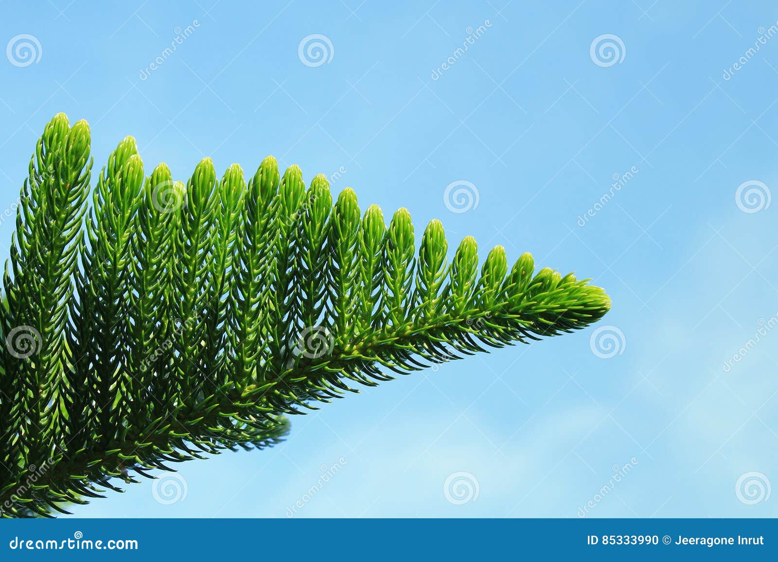 Agave americana tree stock photo. Image of growth, botanical - 85333990