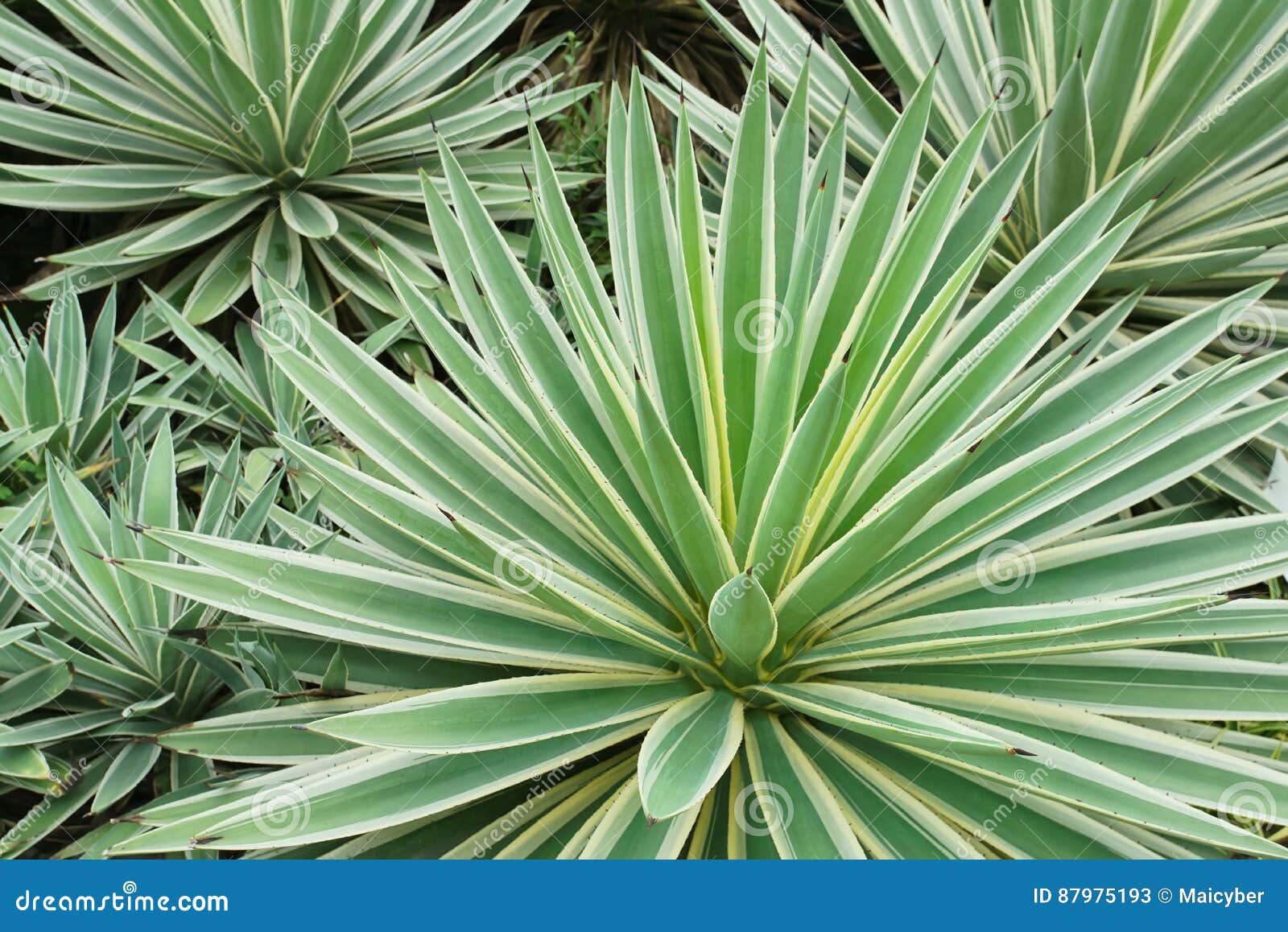 Agave Angustifolia Caribbean Agave Stock Image - Image of shape, nature: 87975193