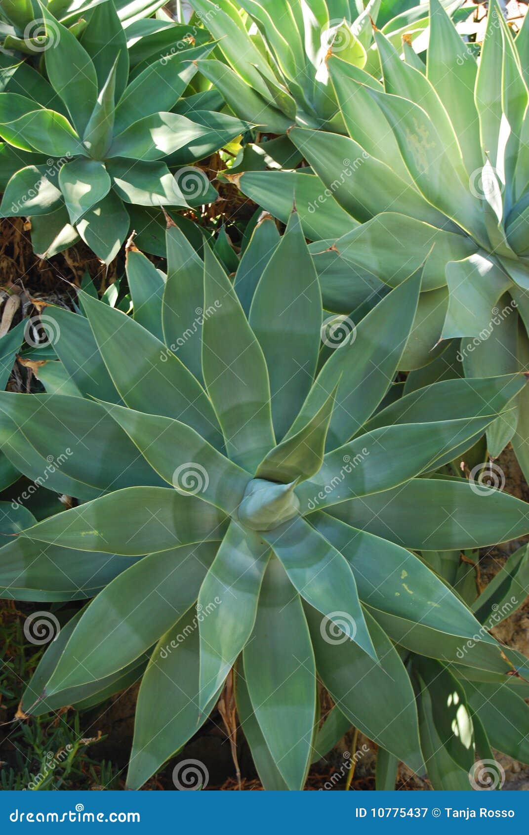 Agave Attenuata, Fox Tail Agave Plant Isolated On White Background ...