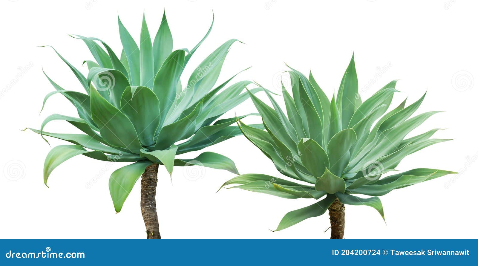 Agave Attenuata, Fox Tail Agave Plants Isolated on White Background ...