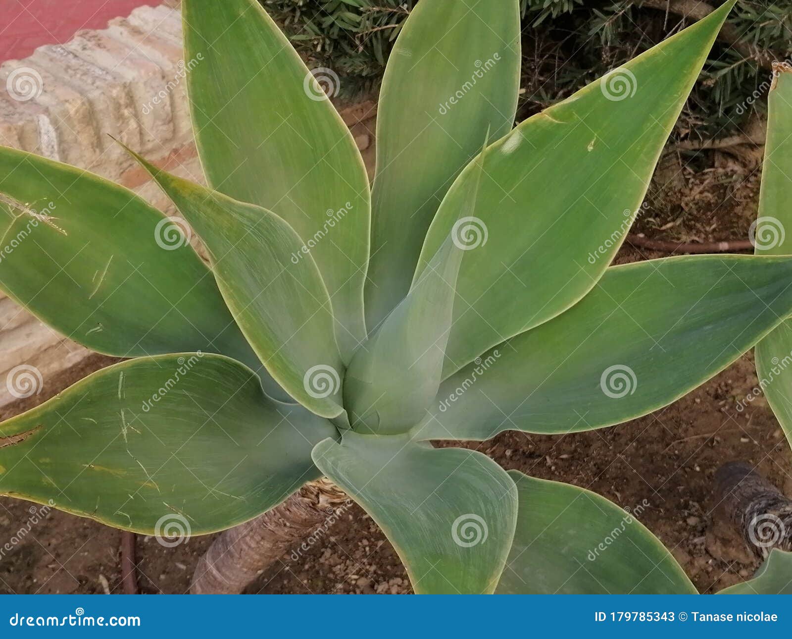 Cristina Agave Telegraph