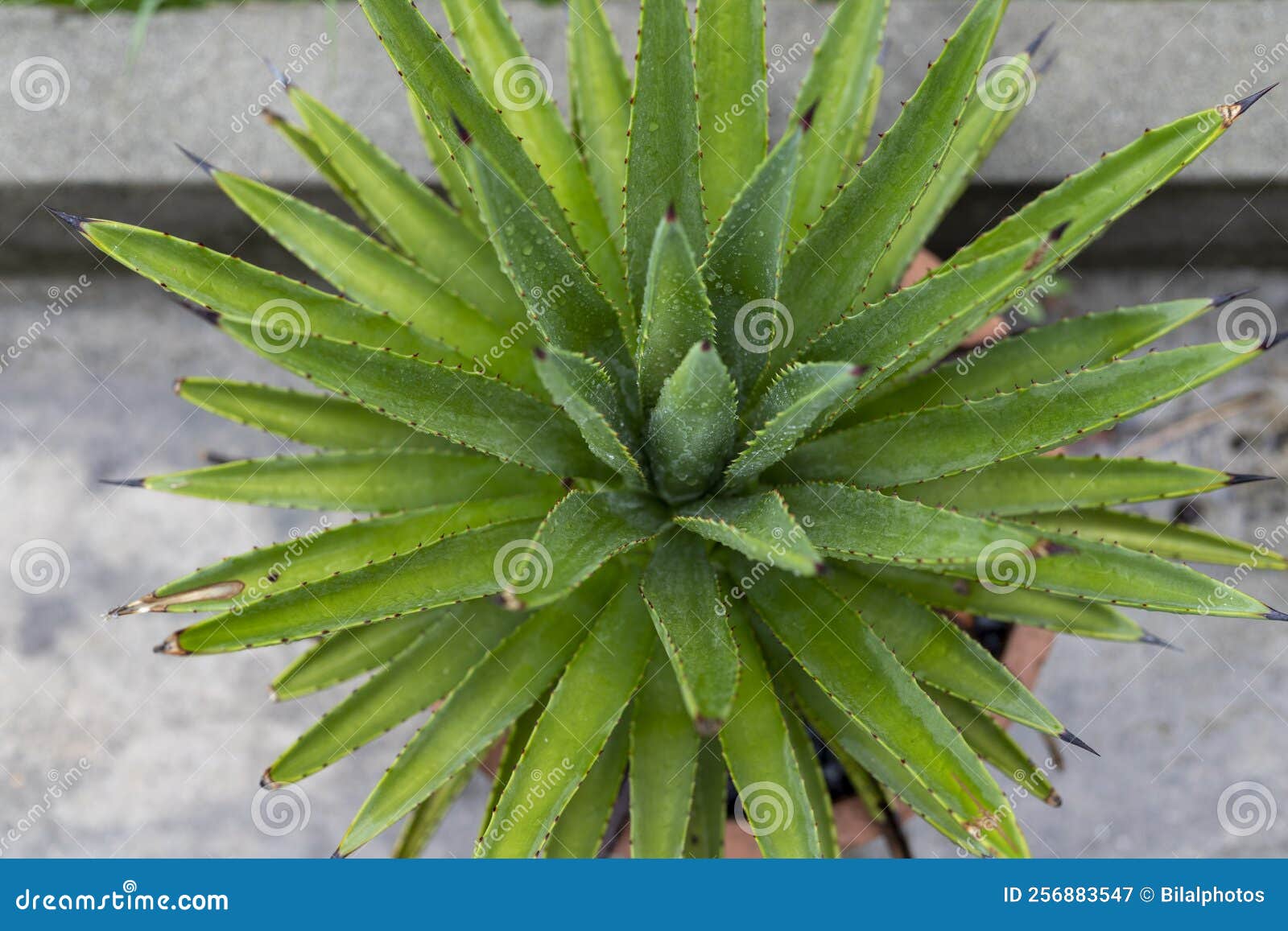 Agave Beautiful Plant Top View Stock Image - Image of aloe, solitary ...