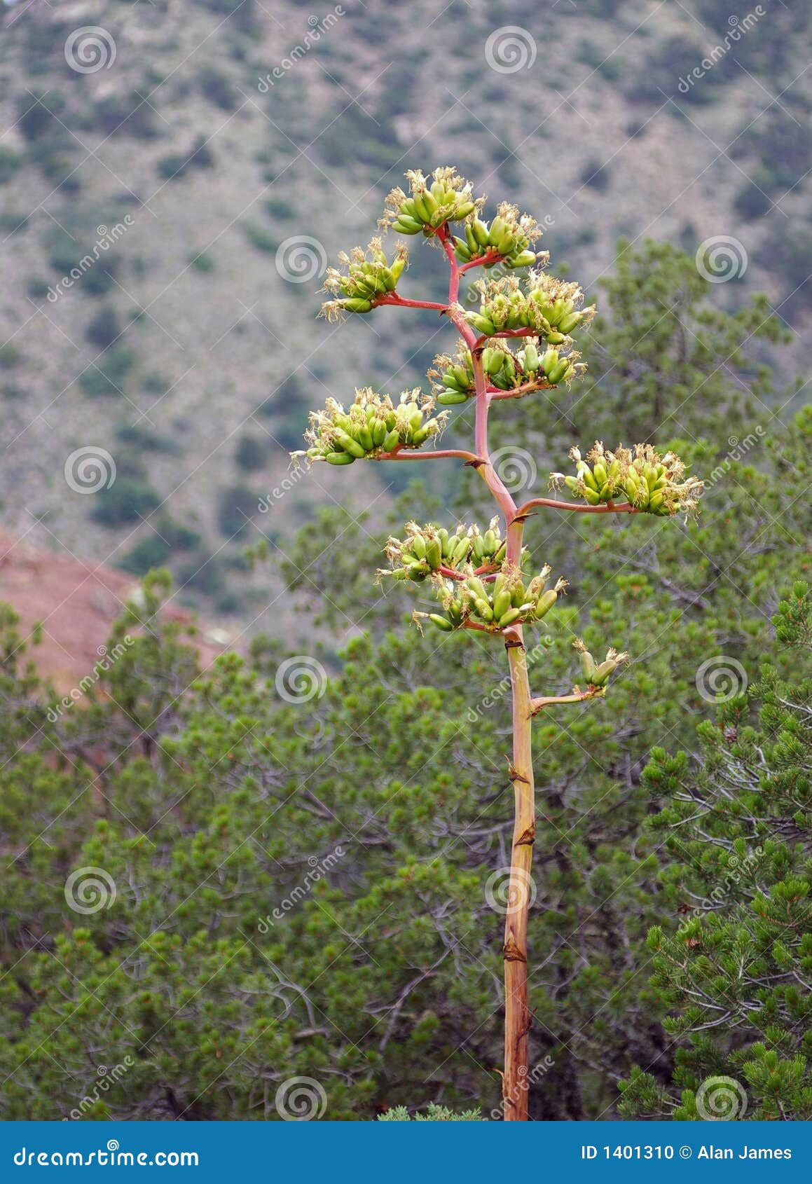 Agave Bloom stock photo. Image of park, havardiana, national - 1401310