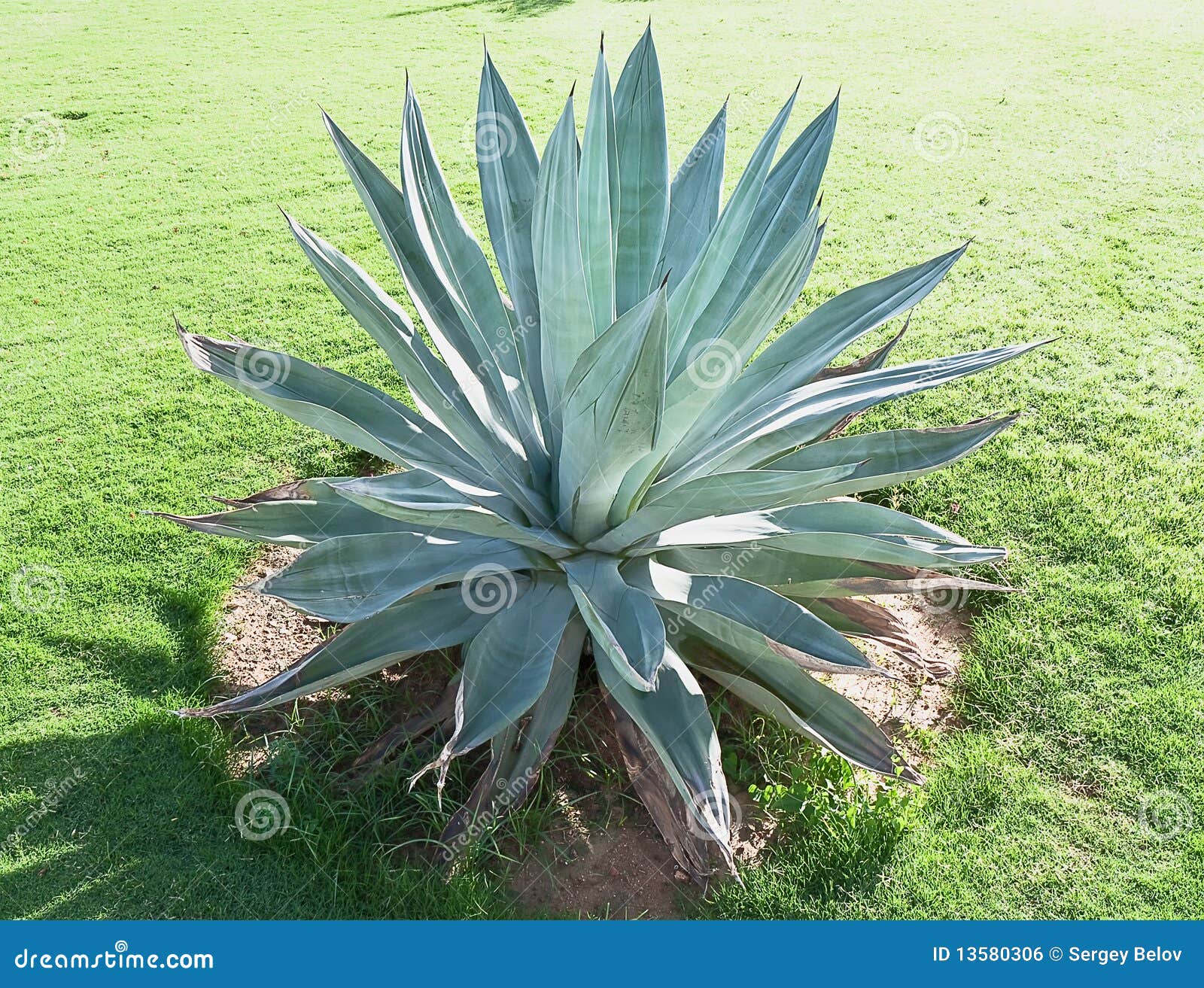 Agave blu fotografia stock. Immagine di tequila, grande - 13580306