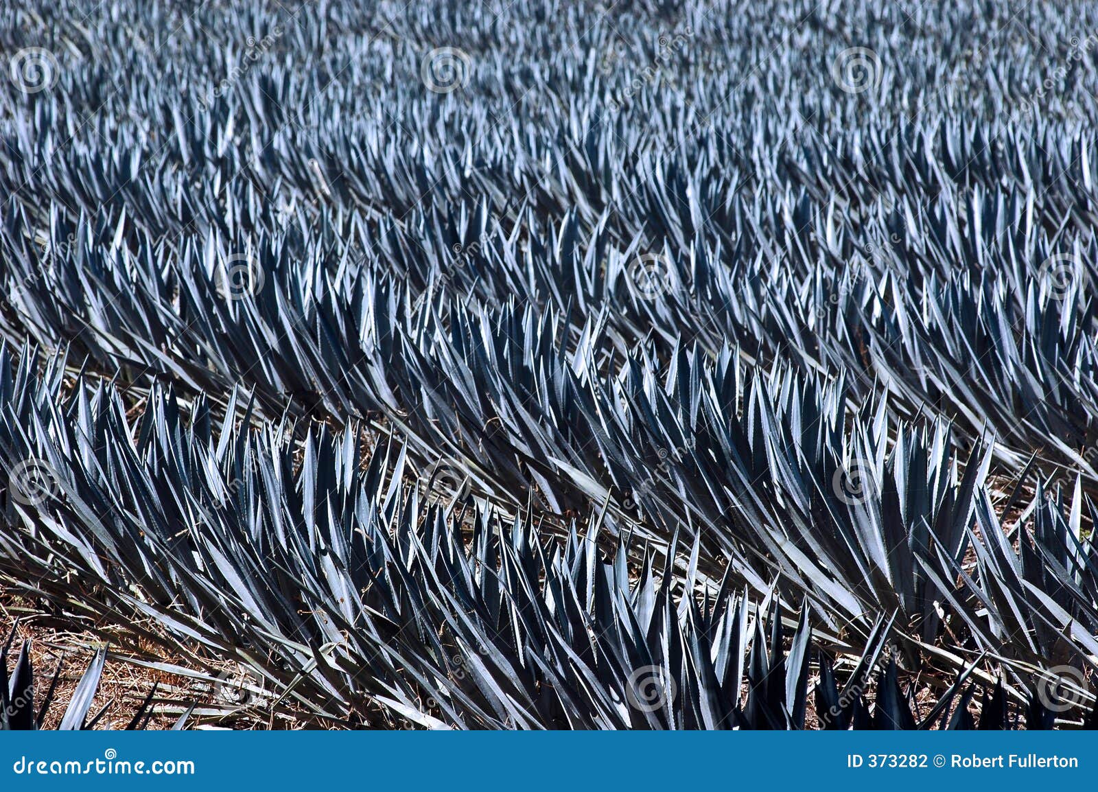 Agave blu fotografia stock. Immagine di agave, bevanda - 373282