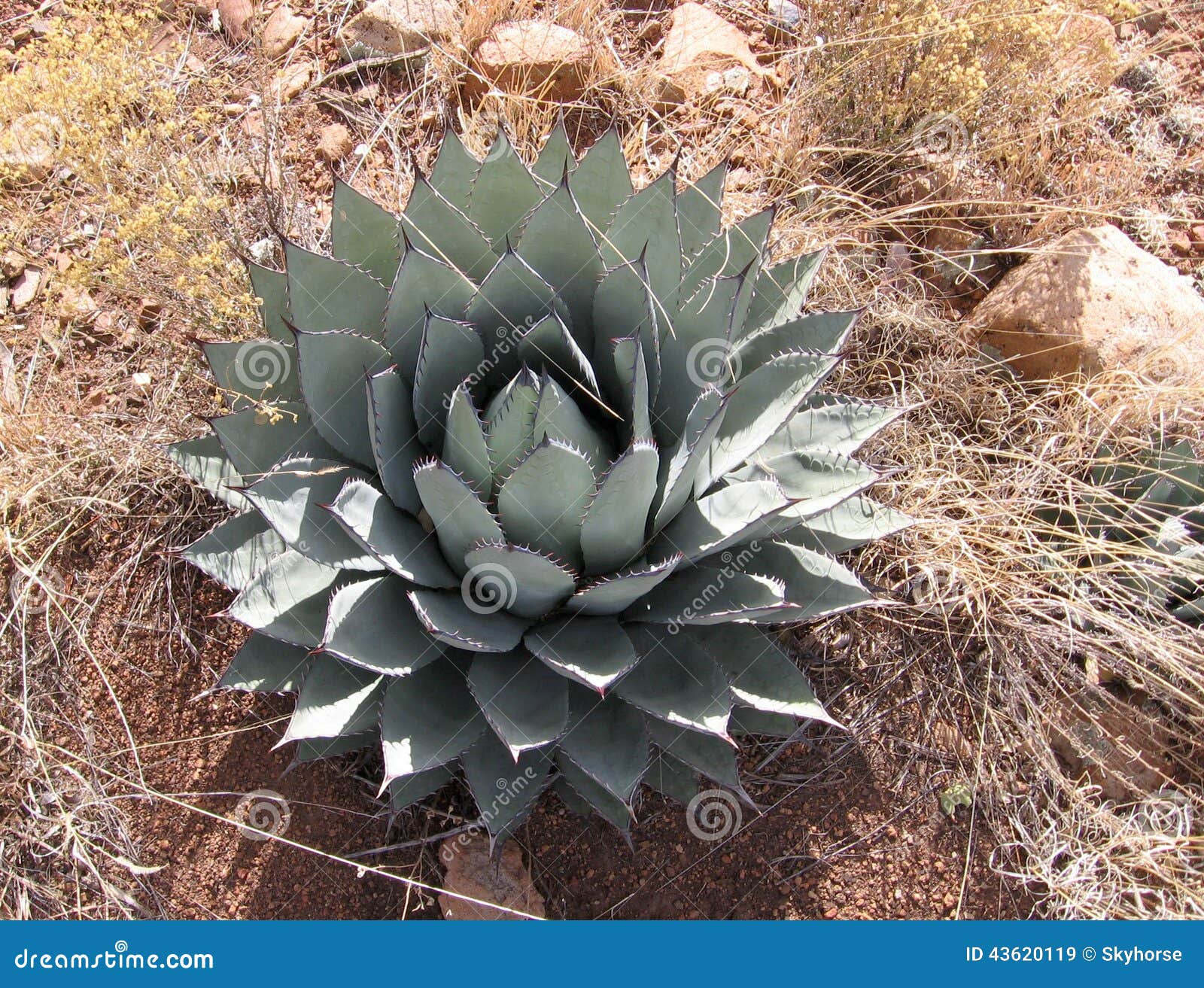 Agave blu immagine stock. Immagine di agave, fogli, bellezza - 43620119
