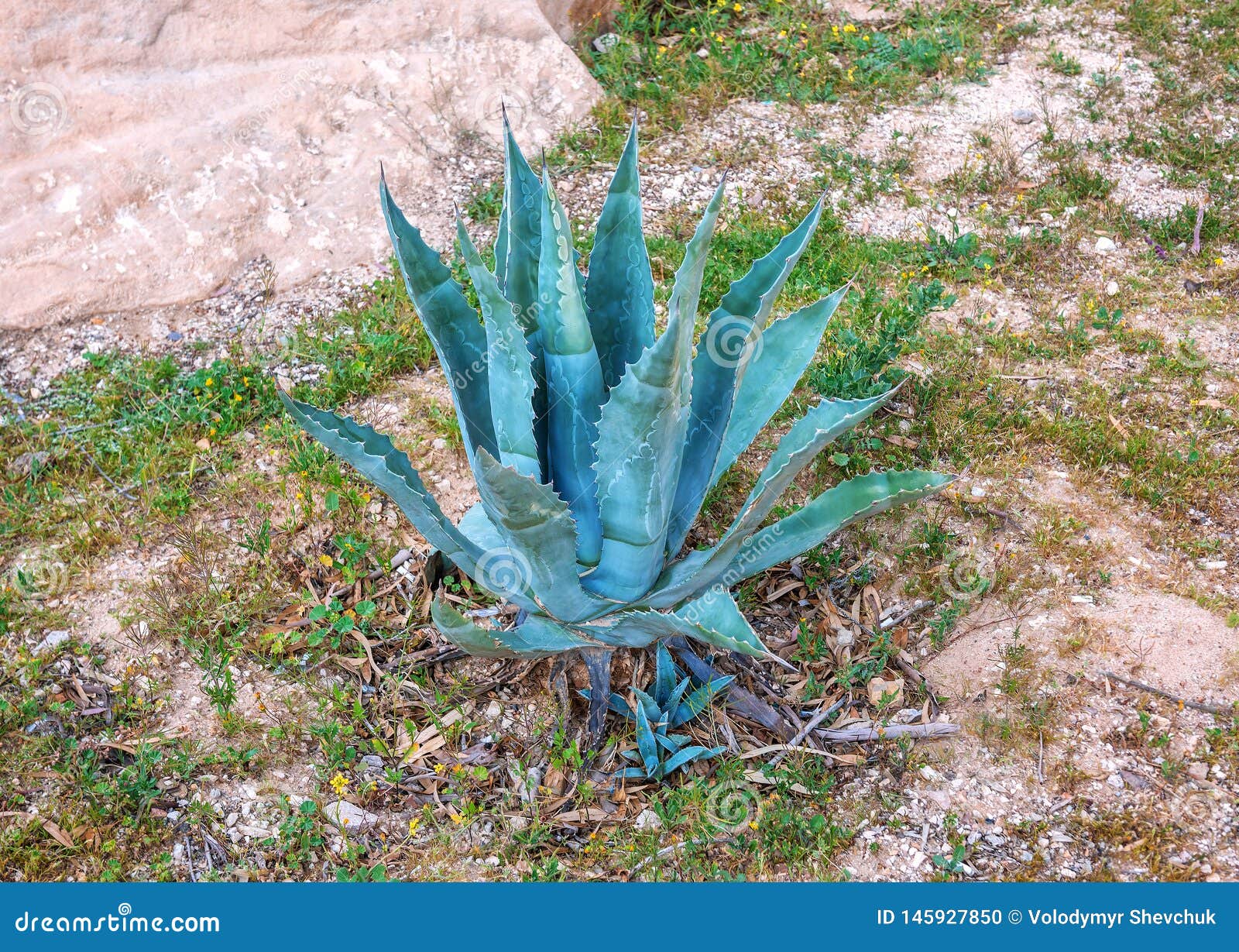 Agave blu fertile fotografia stock. Immagine di tubo - 145927850