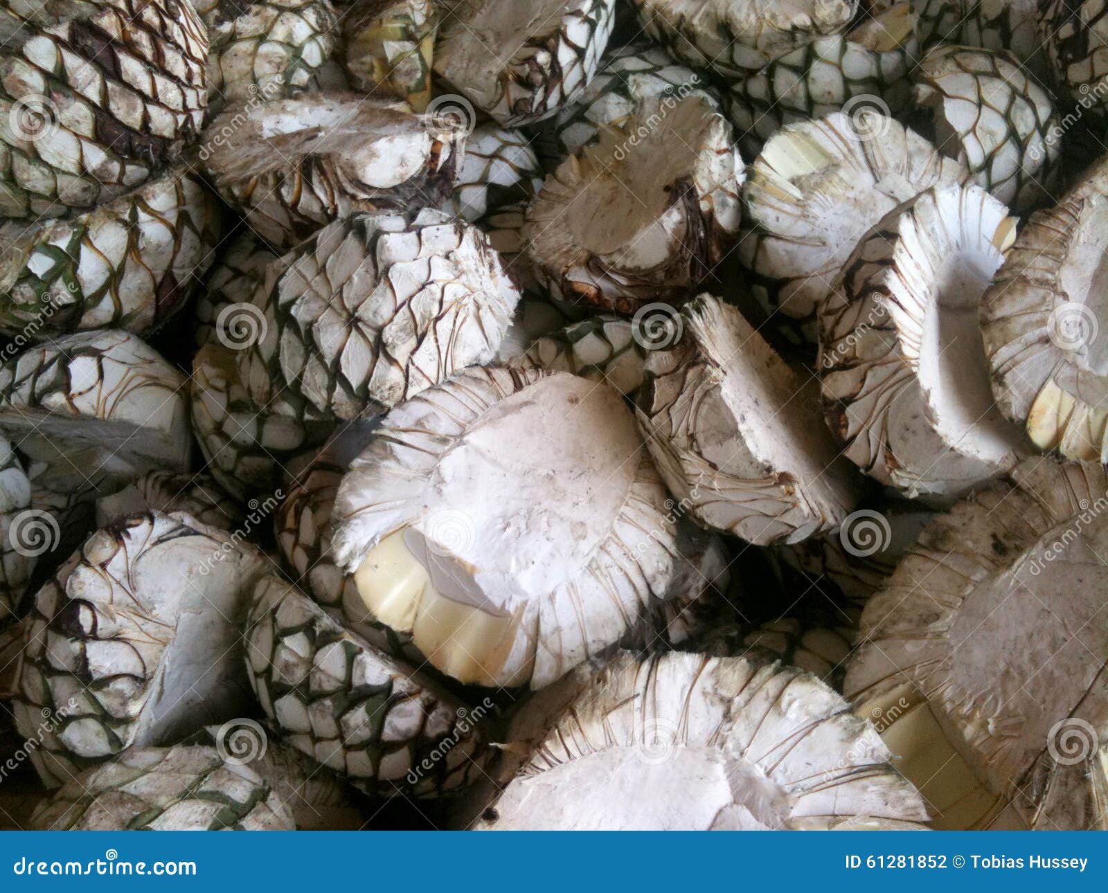 Agave Blu Preparata Per Tequilla Fotografia Stock - Immagine di ...