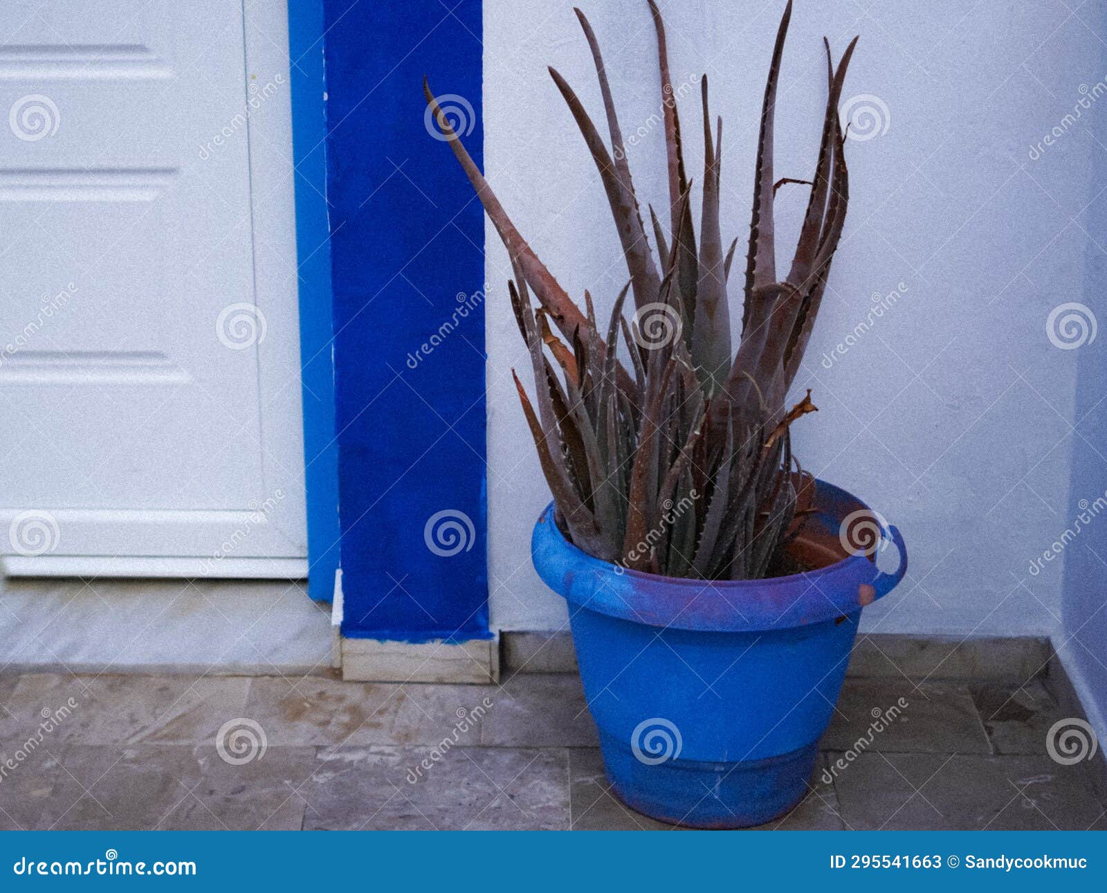 Agave in a Blue Flowerpot in Front of a Whitewashed Typical Greek House ...