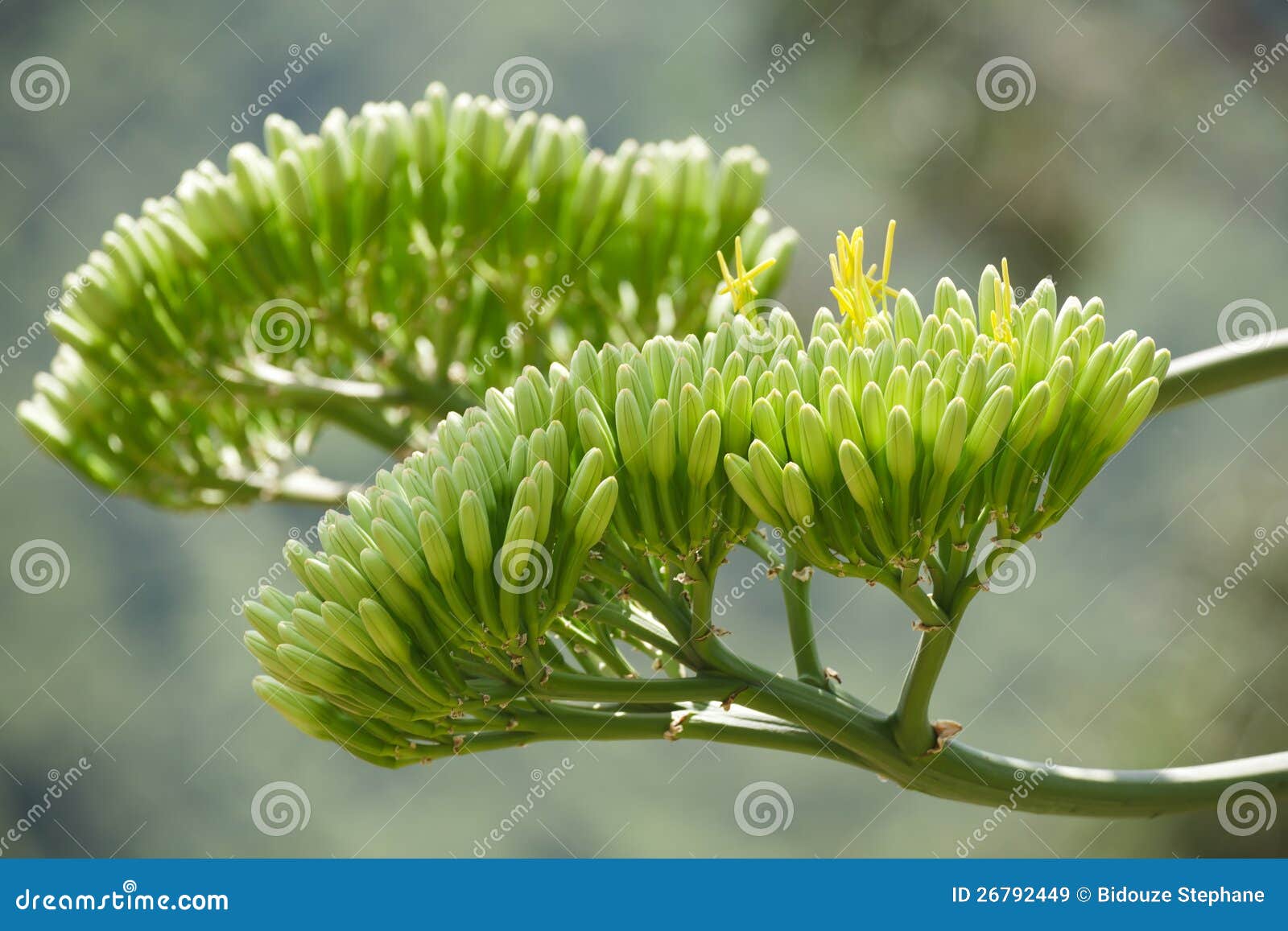 Agave buds stock image. Image of green, buds, gient, tall - 26792449