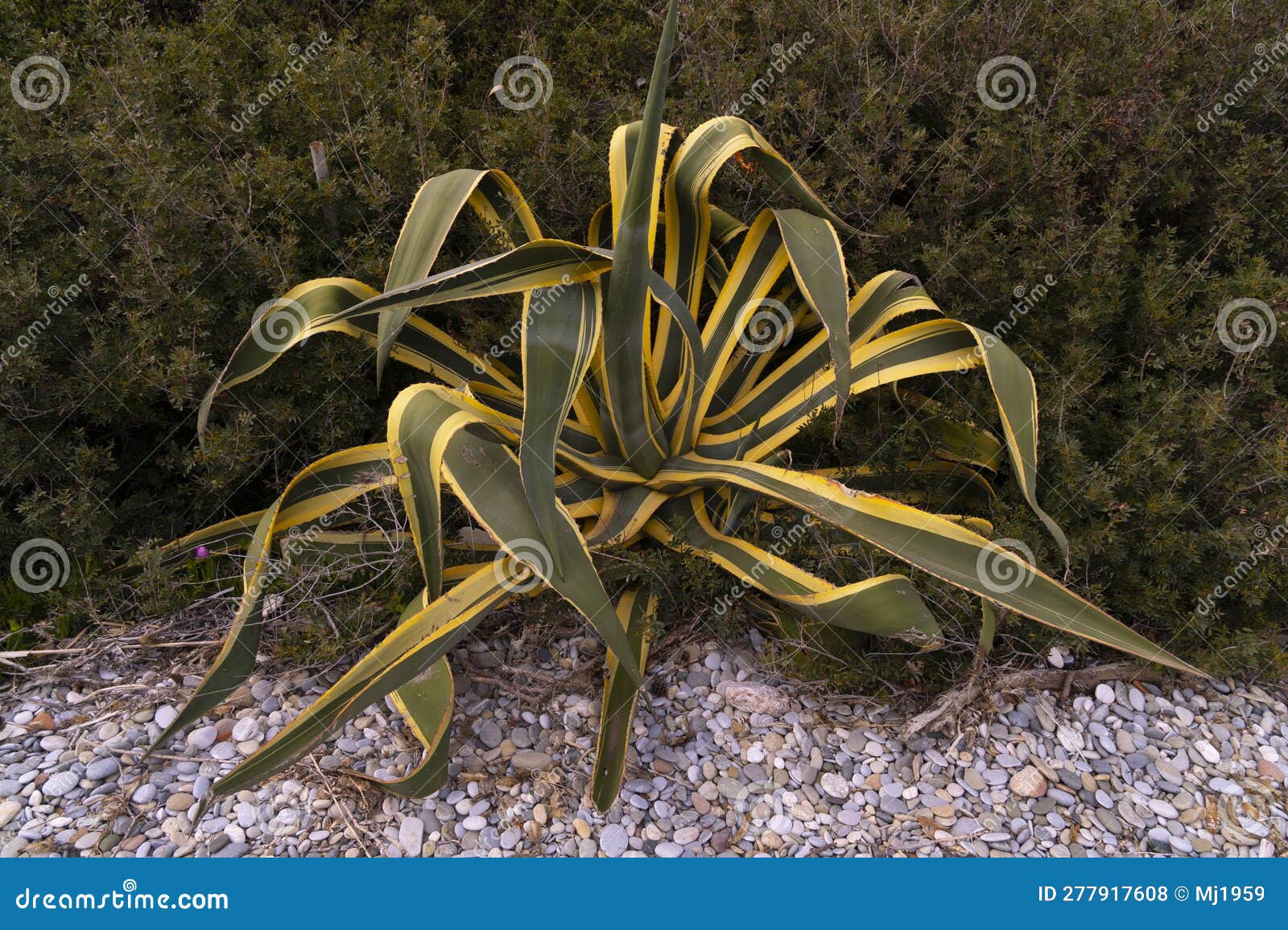 Agave bush stock photo. Image of asparagaceae, gardening - 277917608