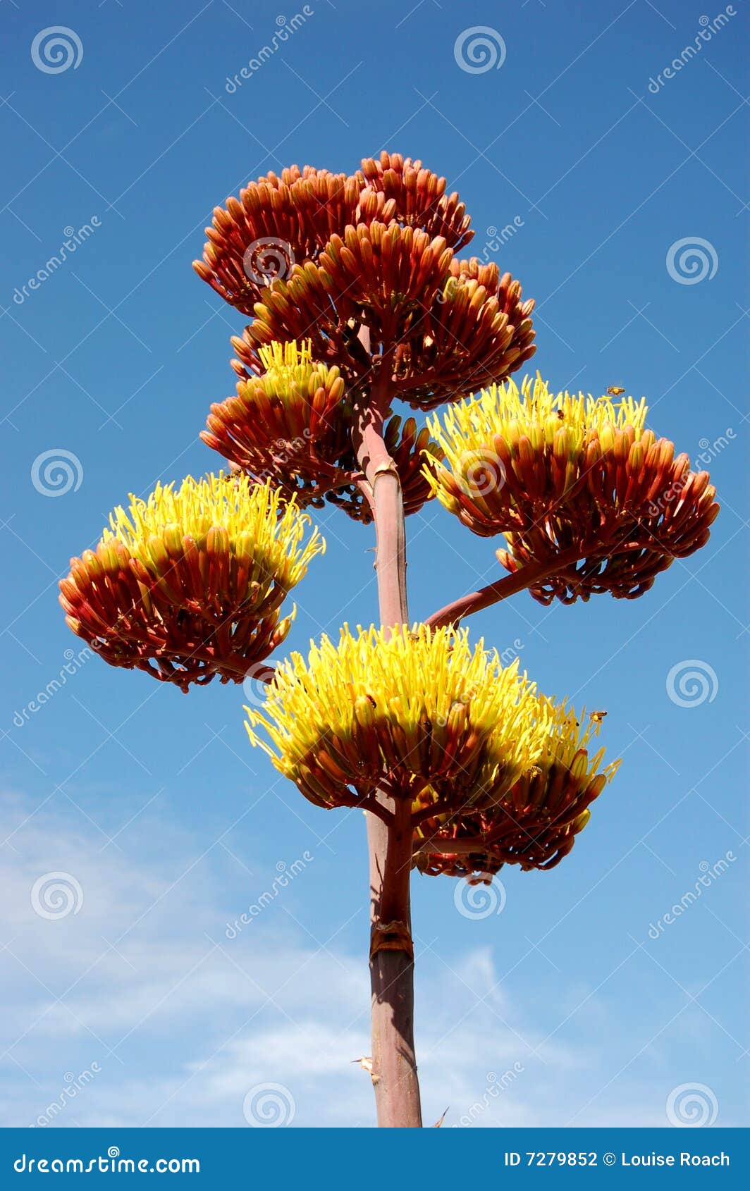 Agave Cactus #2 stock photo. Image of pollen, yellow, nectar - 7279852
