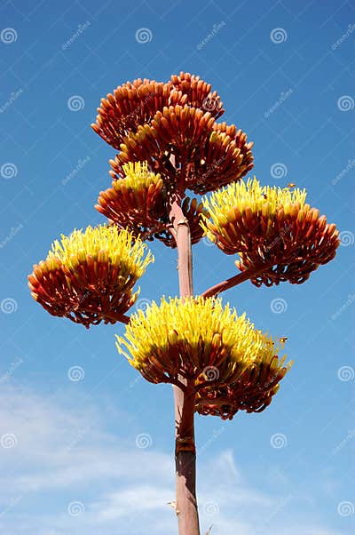 Agave Cactus #2 stock photo. Image of pollen, yellow, nectar - 7279852