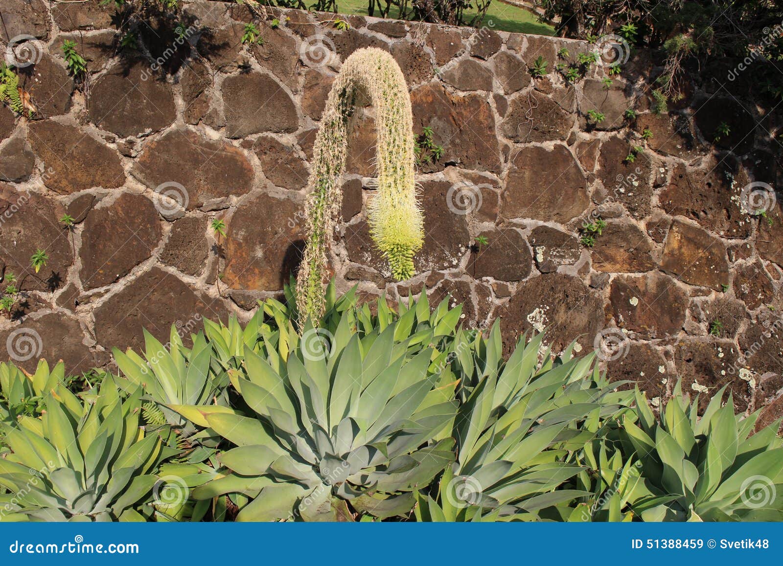 Agave cactus blooming stock image. Image of cacti, landscape - 51388459