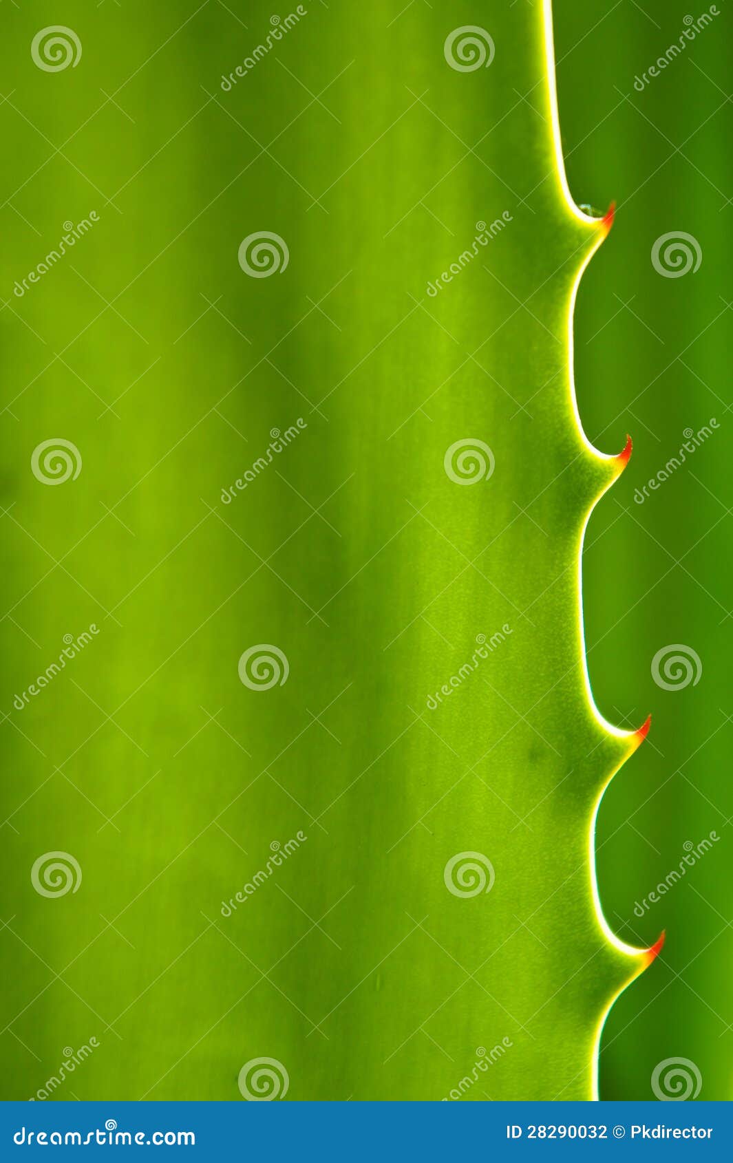 Agave cactus leaves stock photo. Image of spike, close - 28290032