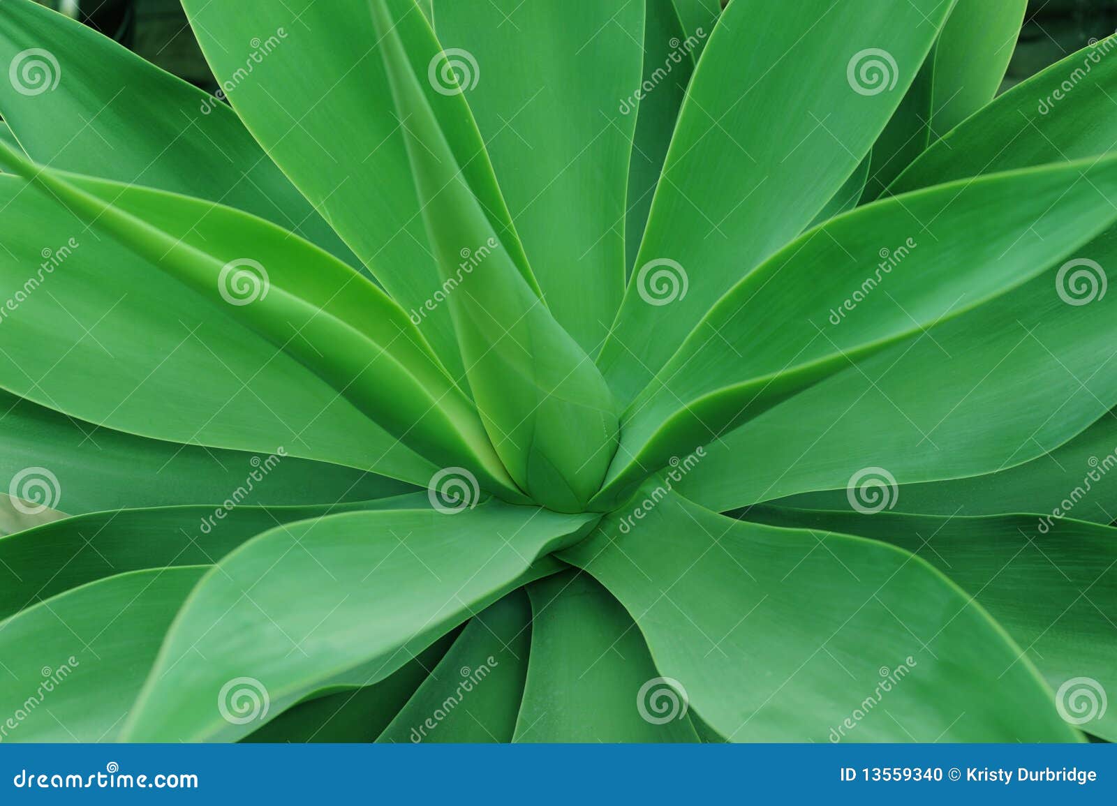 Agave Cactus Plant stock photo. Image of cacti, flora - 13559340