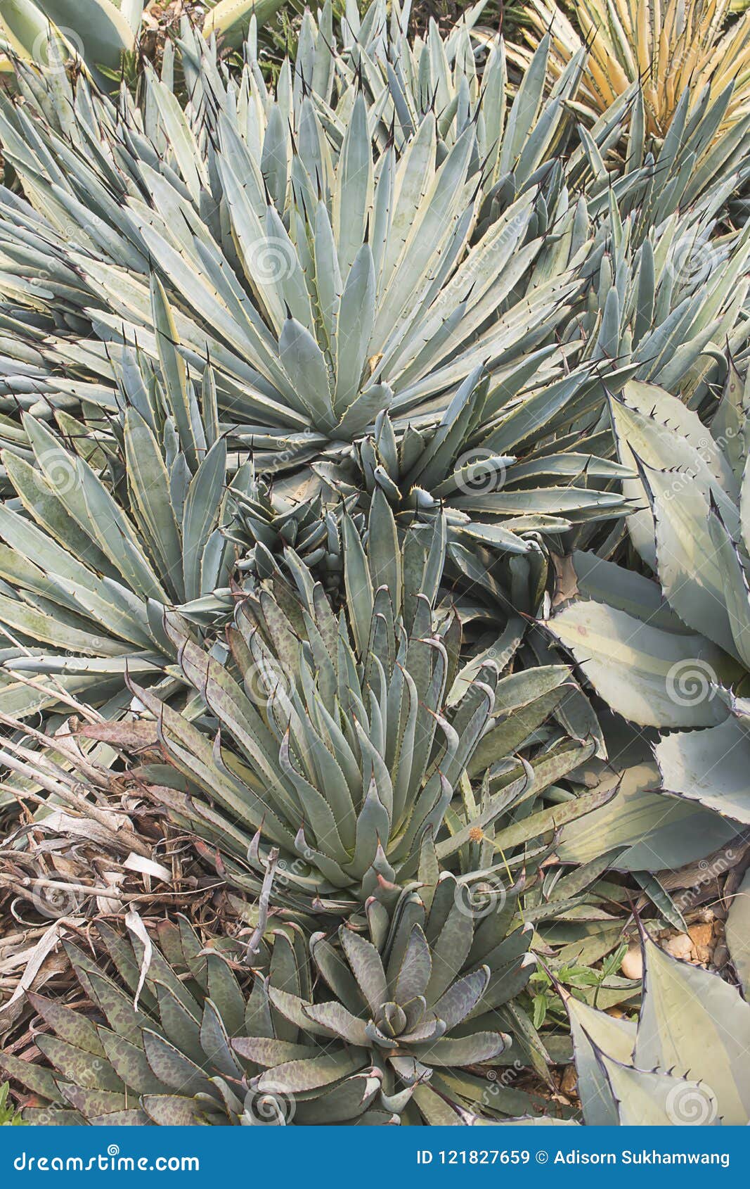 Agave Cactus plant. stock image. Image of yucca, tree - 121827659