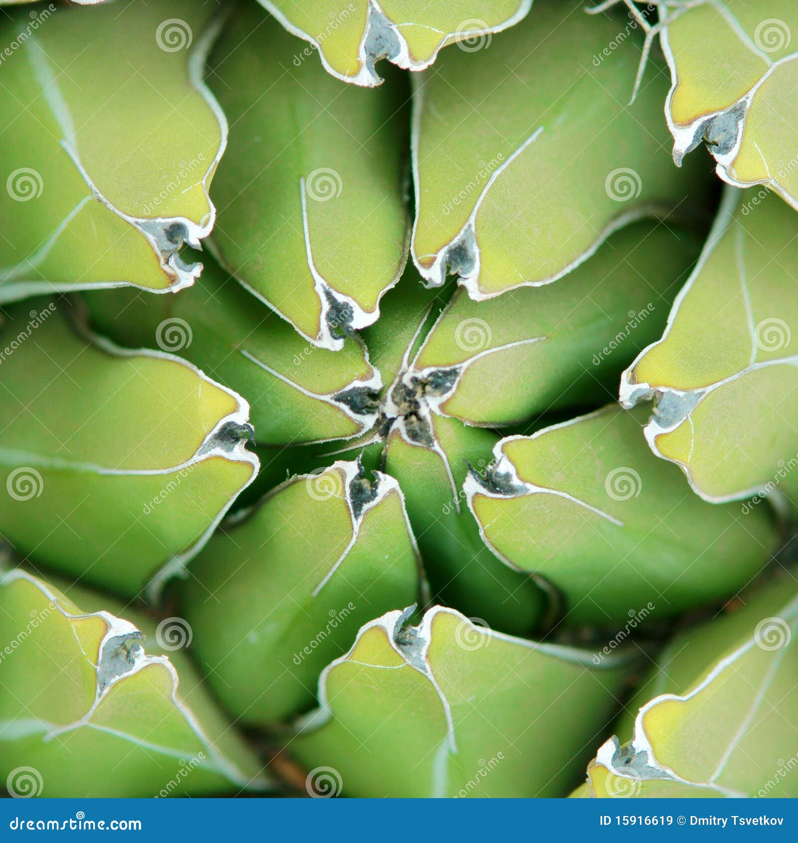 Agave close-up background stock image. Image of succulent - 15916619