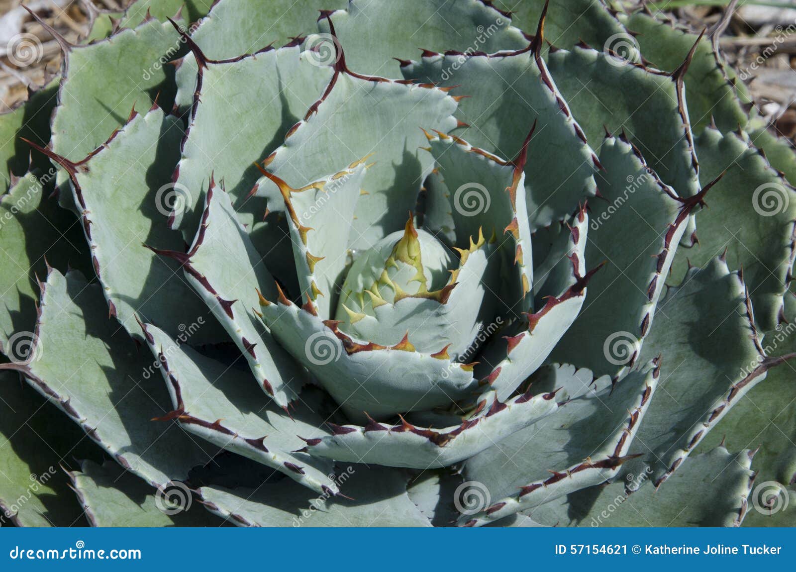 Agave stock image. Image of agave, closeup, plants, florida - 57154621