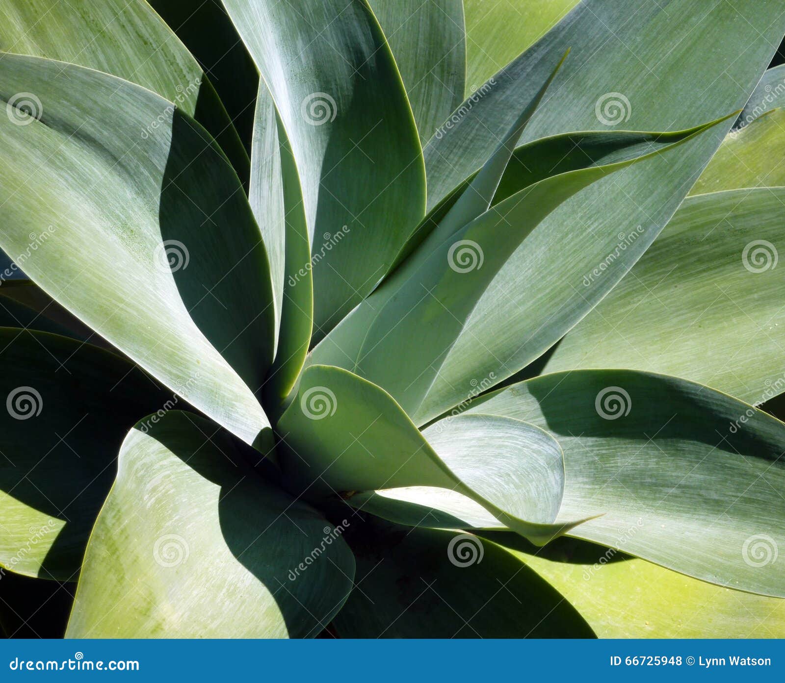 Agave Close Up stock photo. Image of pattern, abstract - 66725948