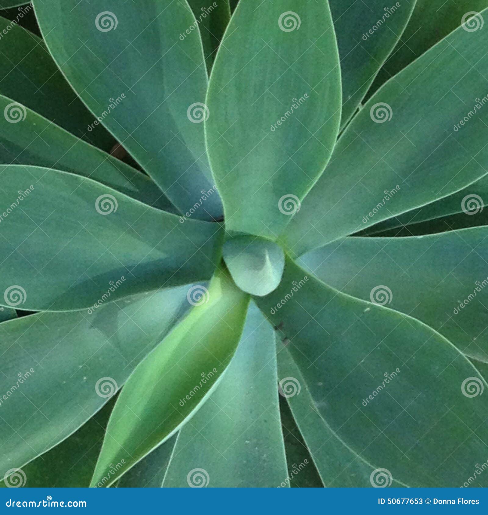Agave closeup stock image. Image of blue, plant, organic - 50677653