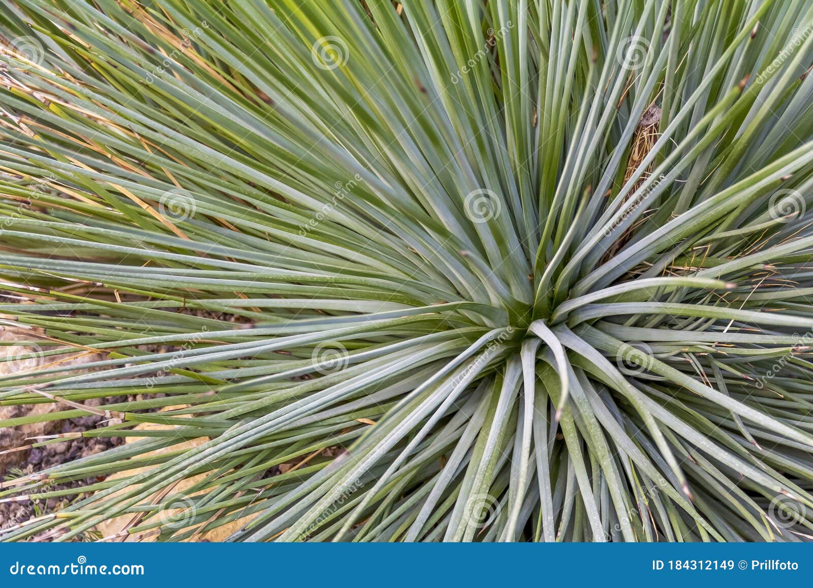 Agave closeup stock image. Image of macro, frame, foliage - 184312149