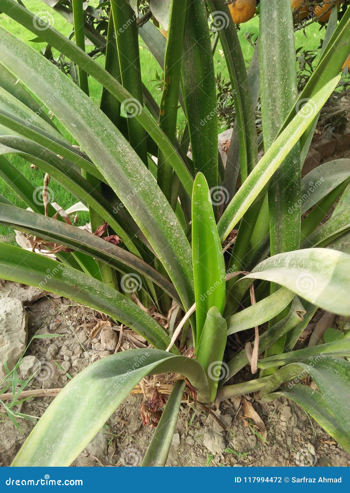 AGAVE DE /SQUID DA AGAVE DA AGAVE BRACTEOSA /SPIDER Foto de Stock ...