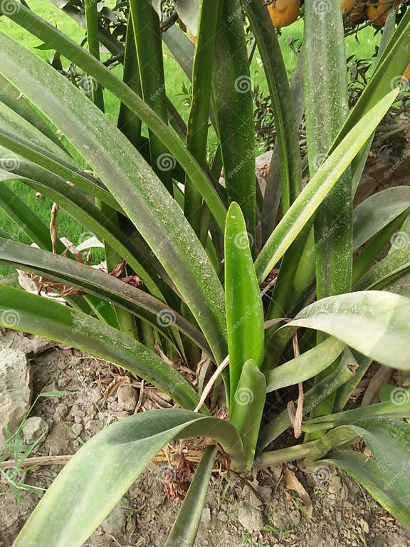 AGAVE DE /SQUID DA AGAVE DA AGAVE BRACTEOSA /SPIDER Foto de Stock ...