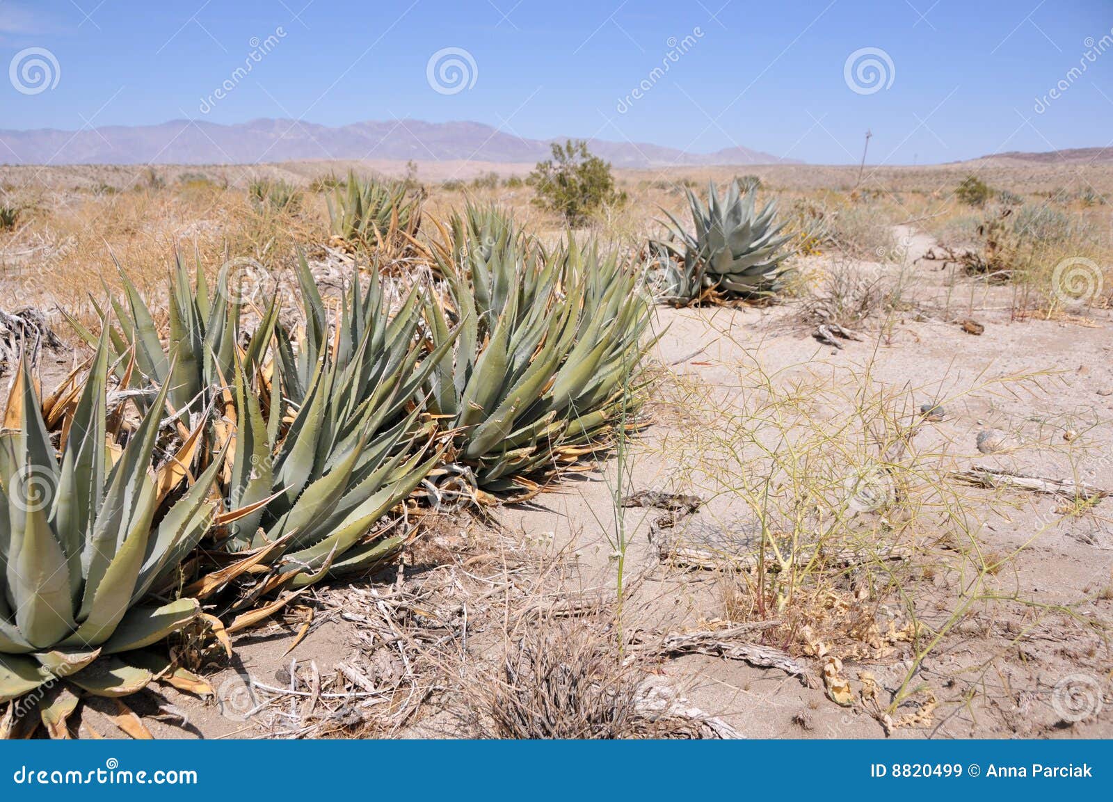 Agave on a desert stock image. Image of fleshy, cactus - 8820499