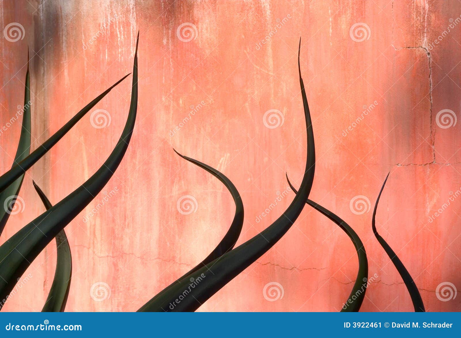 Agave Design stock image. Image of abstract, growth, design - 3922461